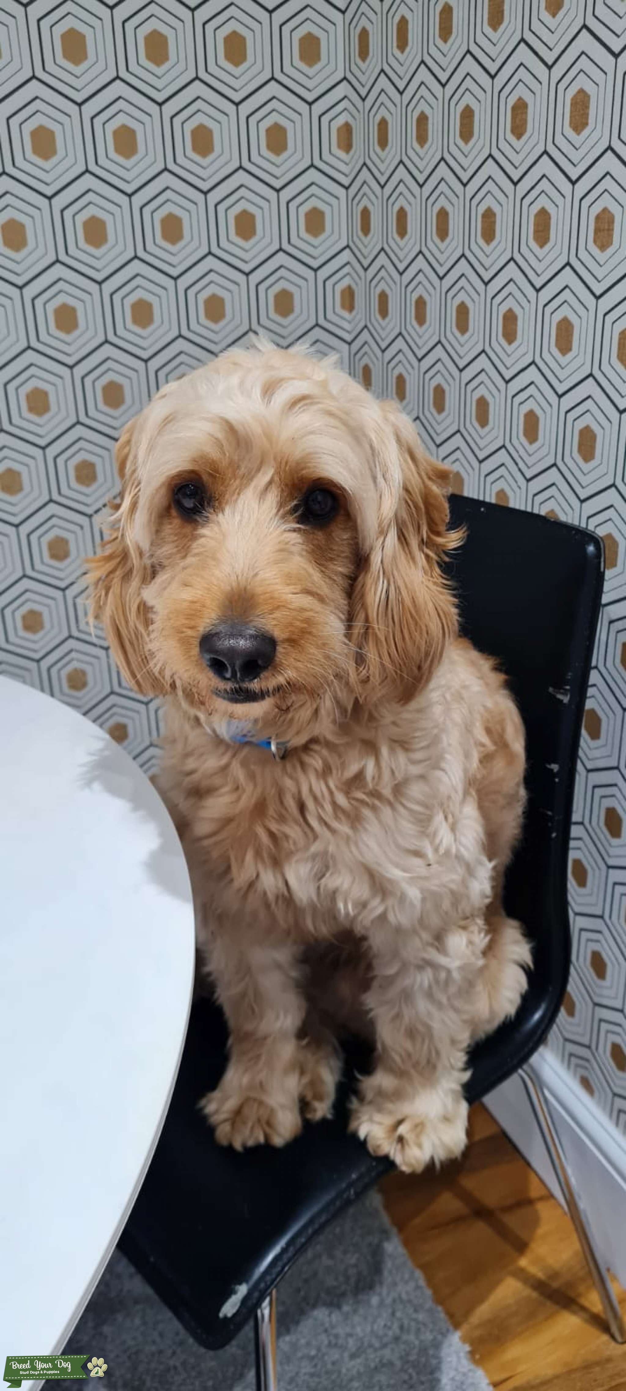 Golden Cockapoo for stud - Stud Dog in Staffordshire, the United States ...