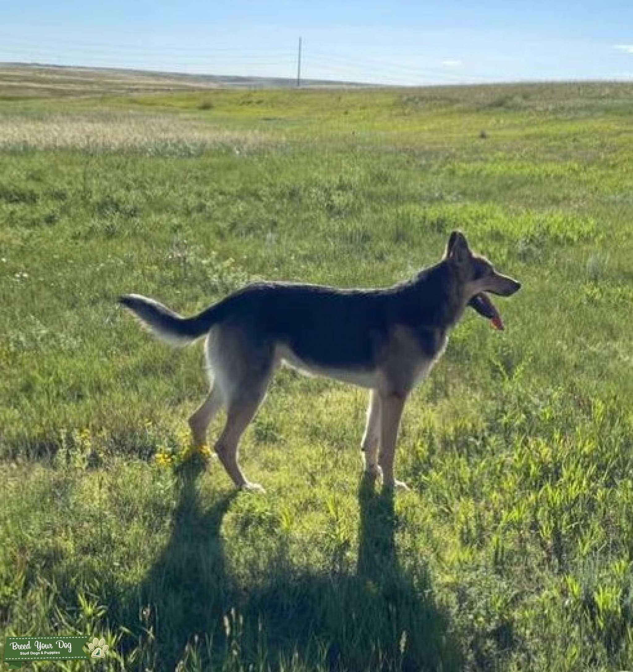 Stud services - Stud Dog in Cheyenne, WY, the United States | Breed ...