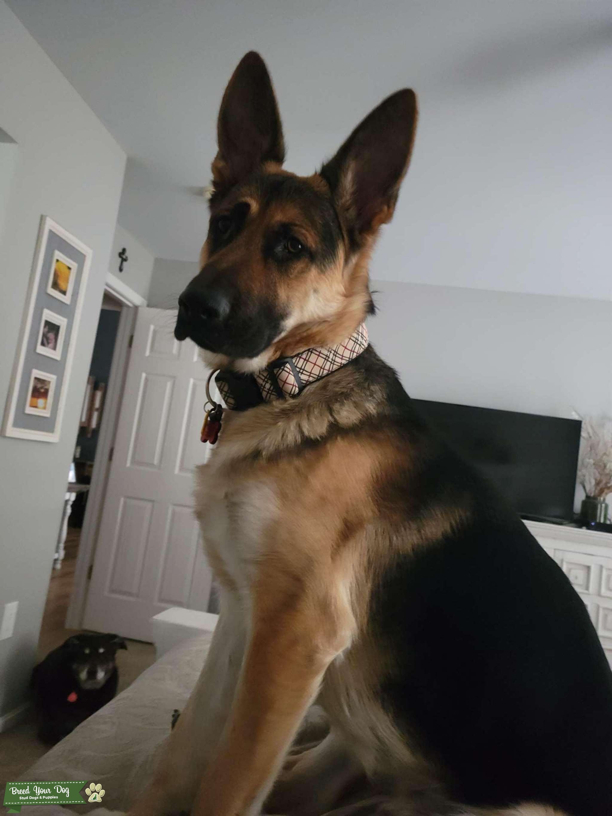 Looking to Stud our German Shepherd - Stud Dog in Northern Ky, the ...