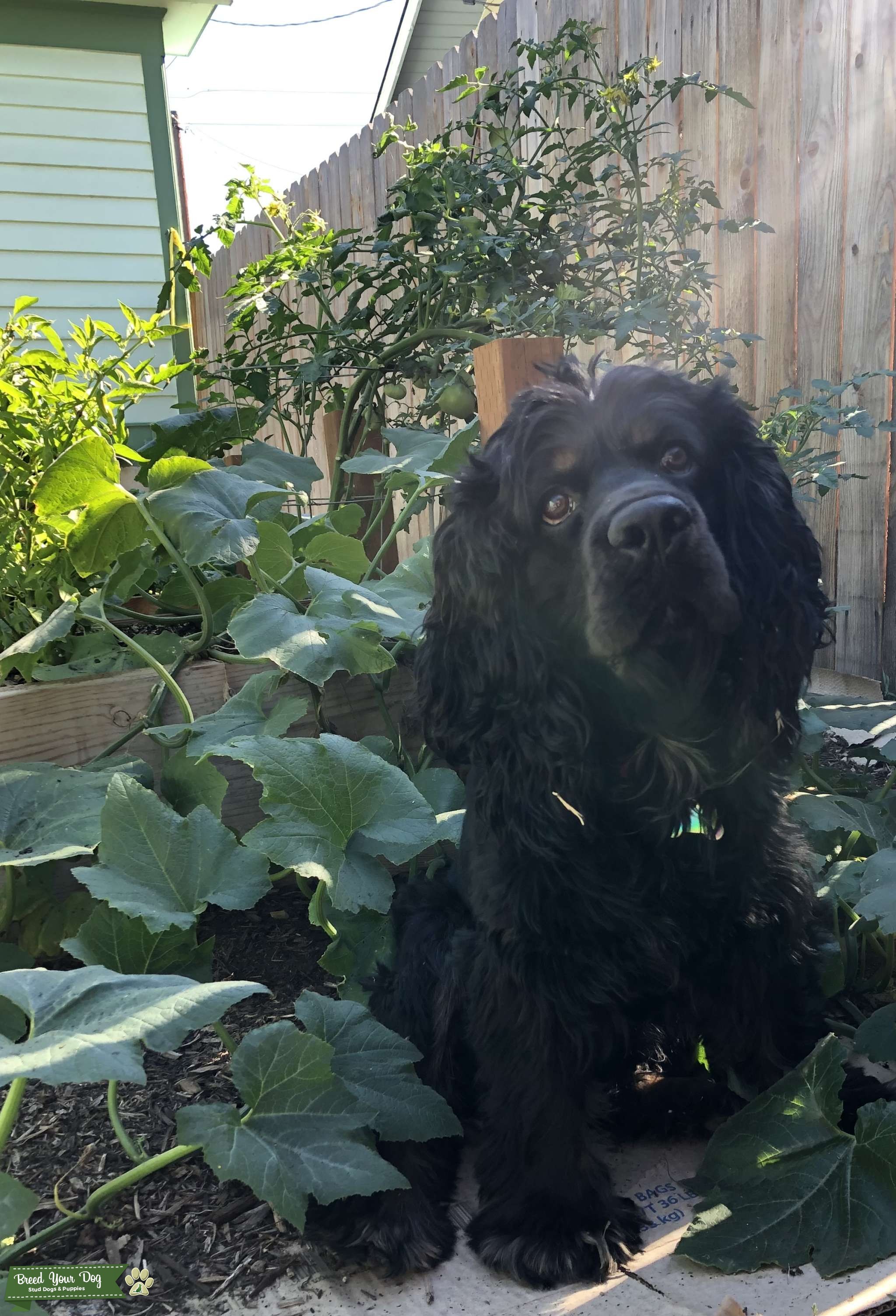 Handsome English Cocker Spaniel - Stud Dog in Oregon, the United States ...