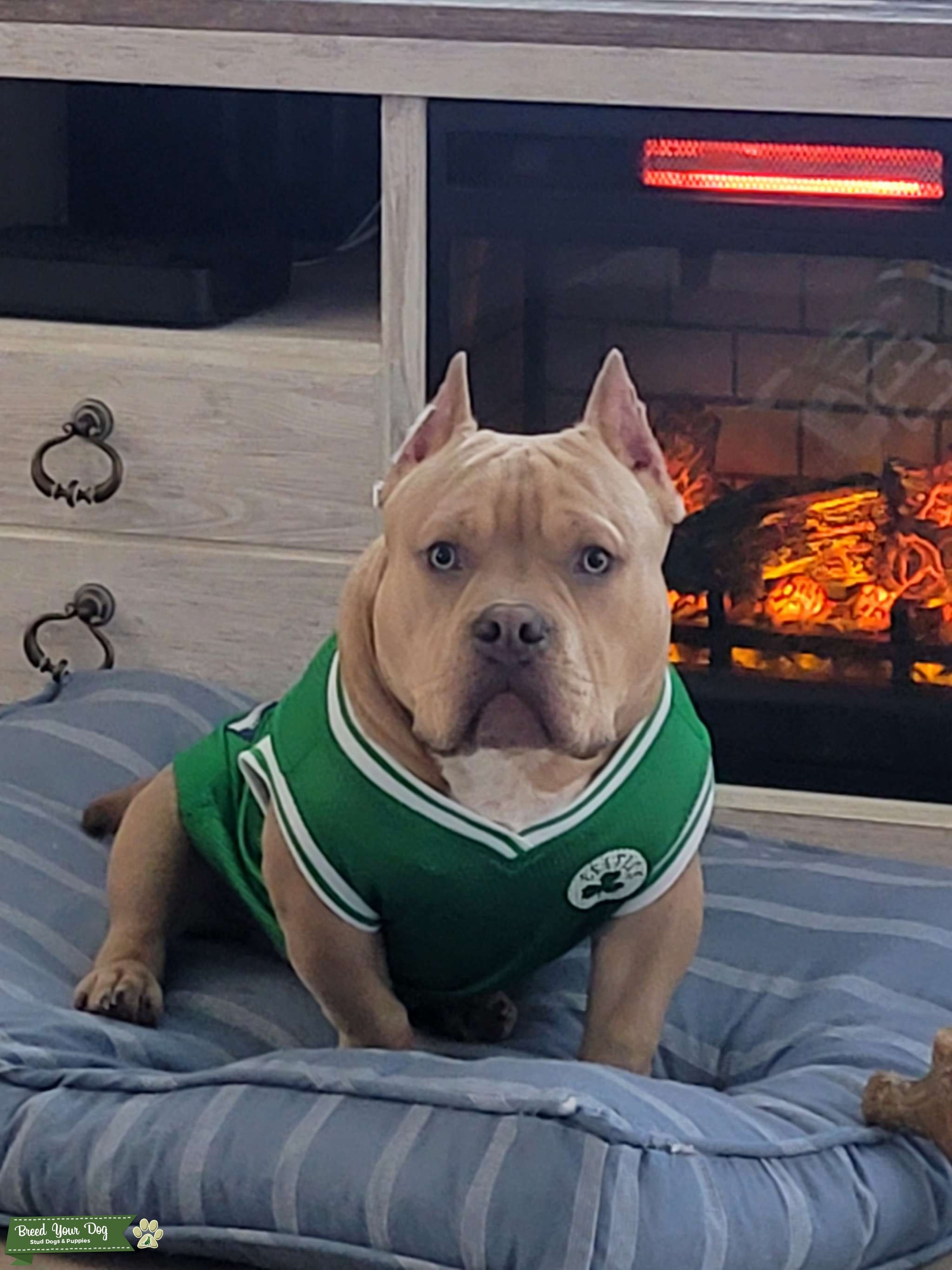 Beautiful Fawn Colored American bully Aka Pocketbully - Stud Dog in MA ...