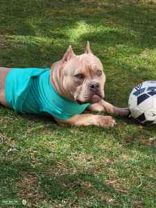Beautiful Fawn Colored American bully Aka Pocketbully - Stud Dog in MA ...