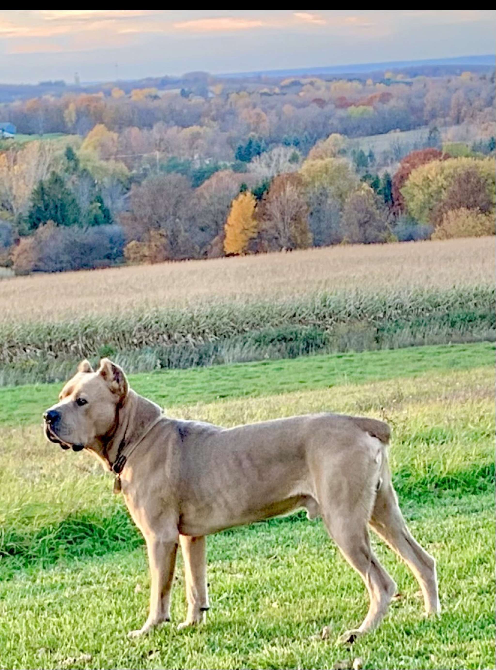 Beautiful Fawn Cane Corso - Stud Dog in Outside of Syracuse NY, the ...