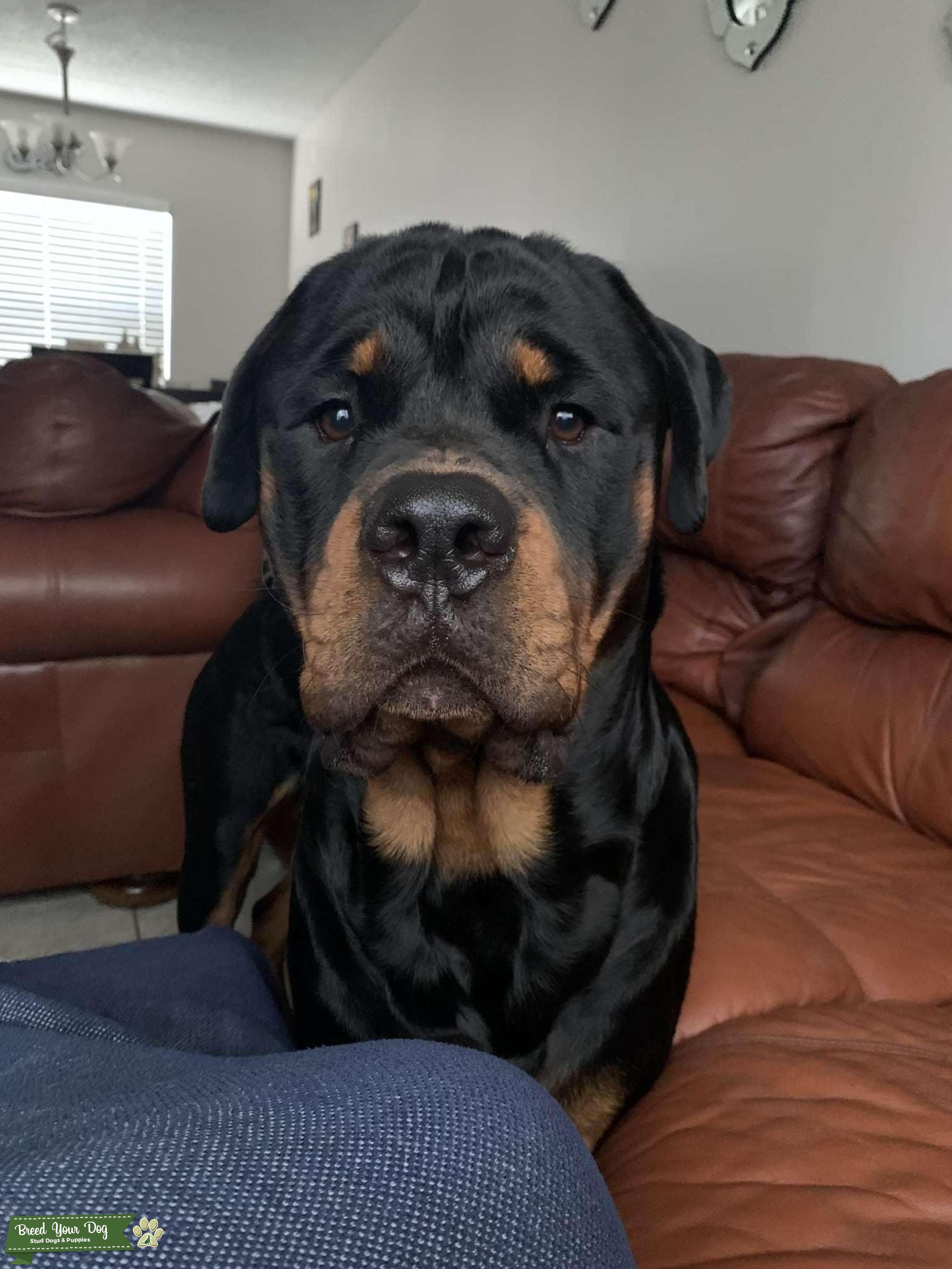 Male AKC Purebred Rottweiler Stud - Stud Dog in FL, the United States ...