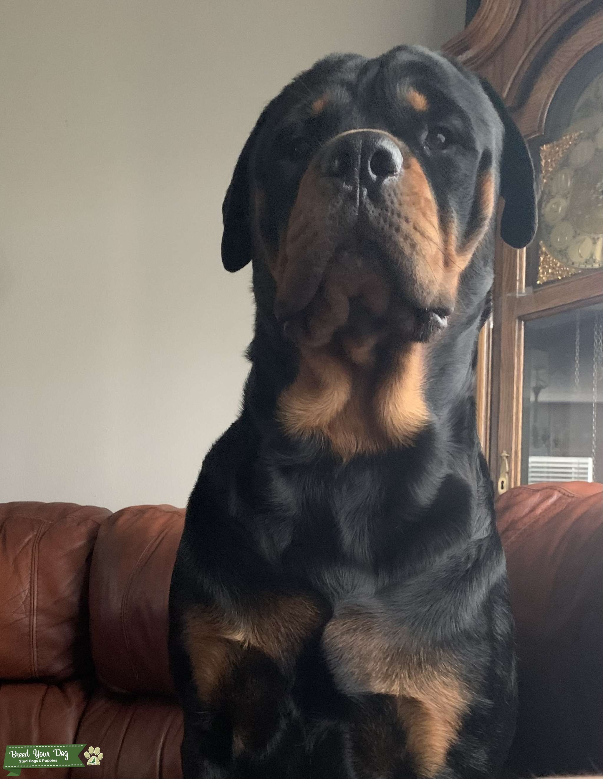 Male AKC Purebred Rottweiler Stud - Stud Dog in FL, the United States ...