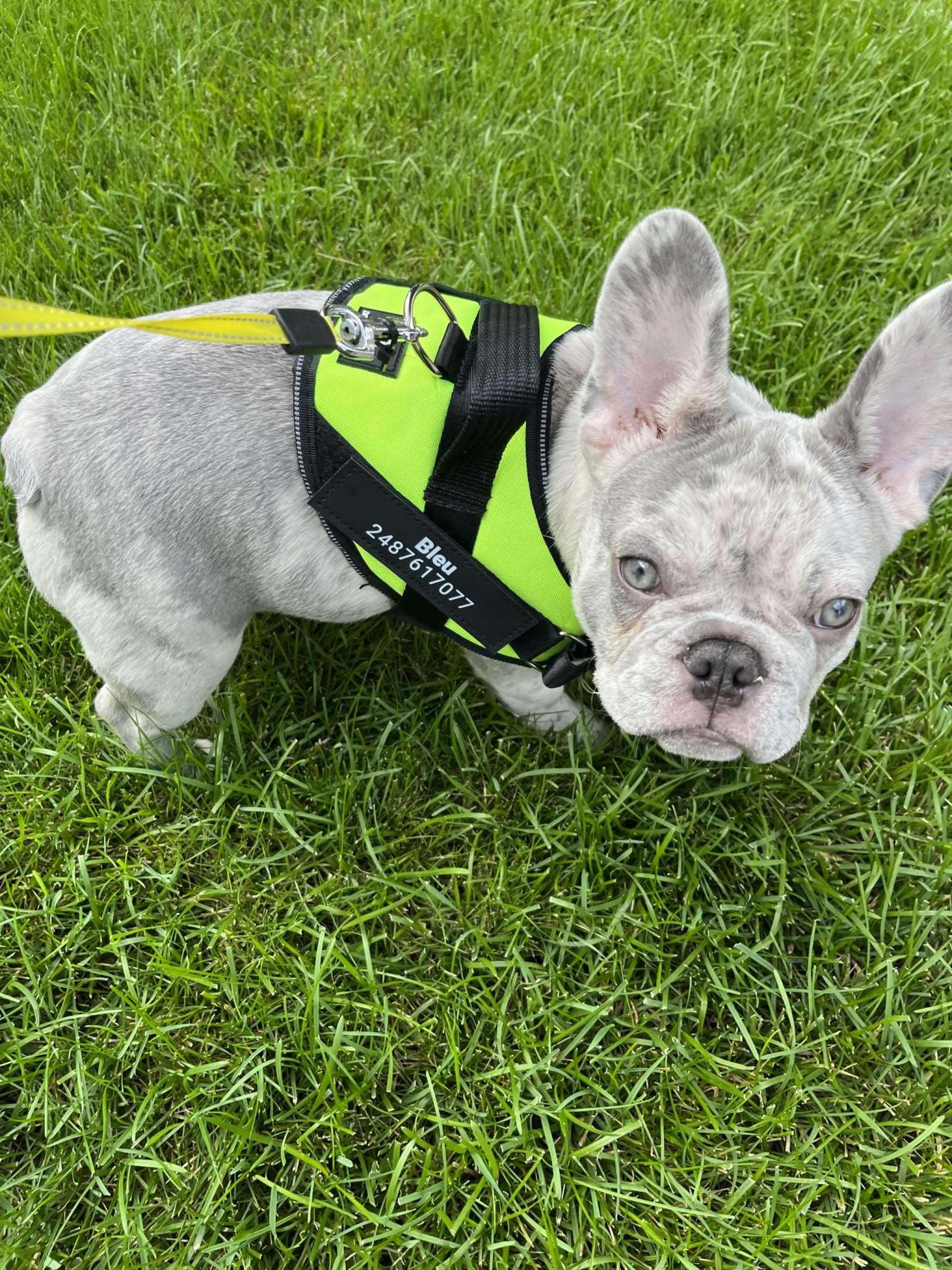 Merel Frenchie - Stud Dog in Northwest , United States | Breed Your Dog