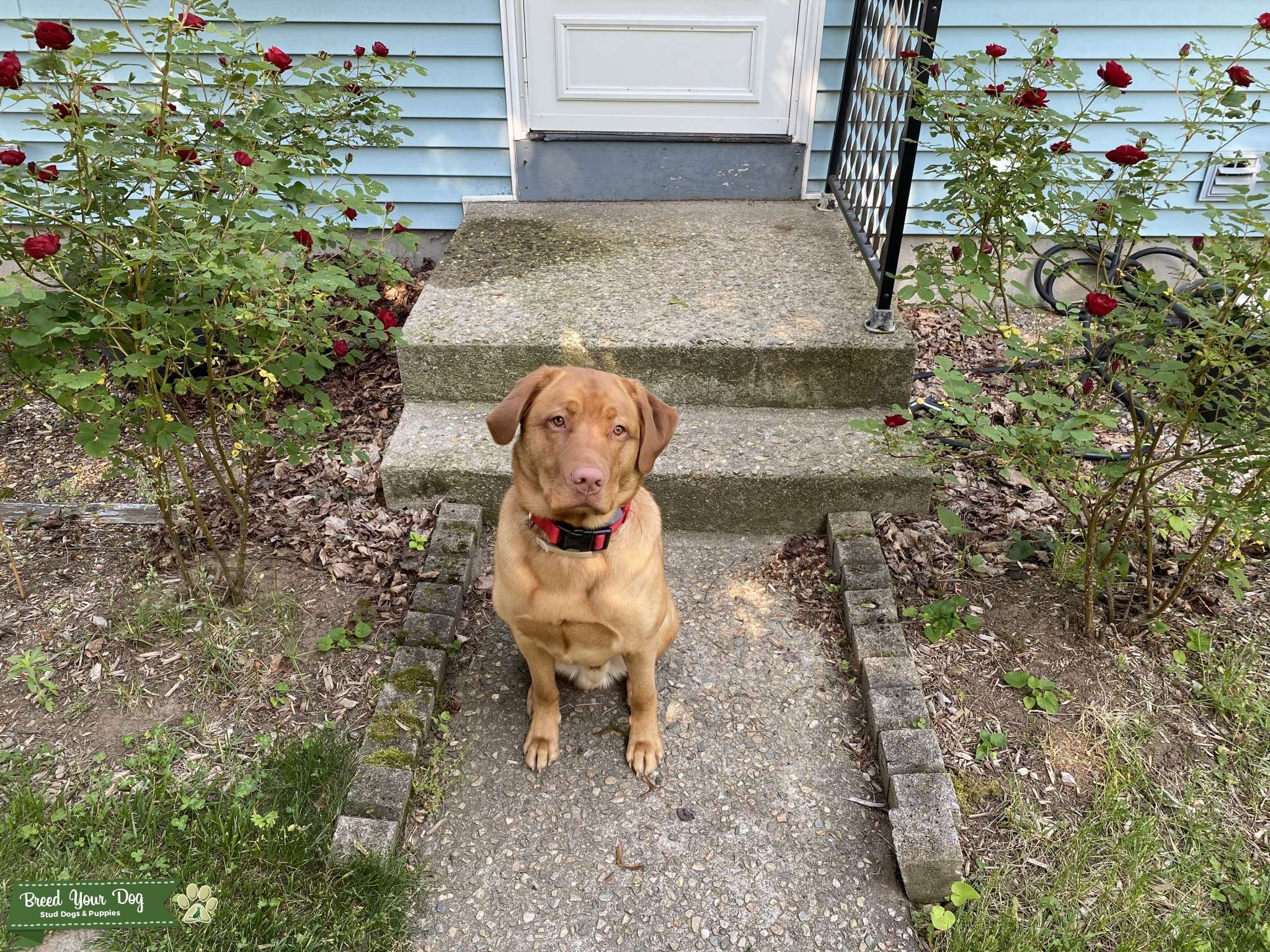 Fox Red/Yellow Labrador Stud - Stud Dog in connecticut, the United ...