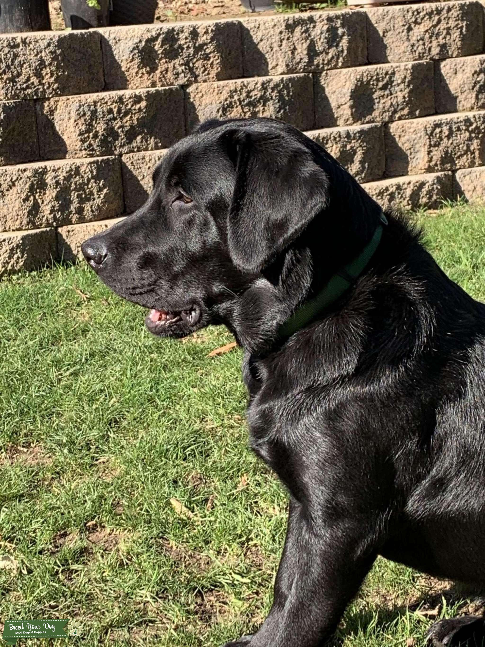 Handsome Black English labrador - Stud Dog in Fresno, California, the ...