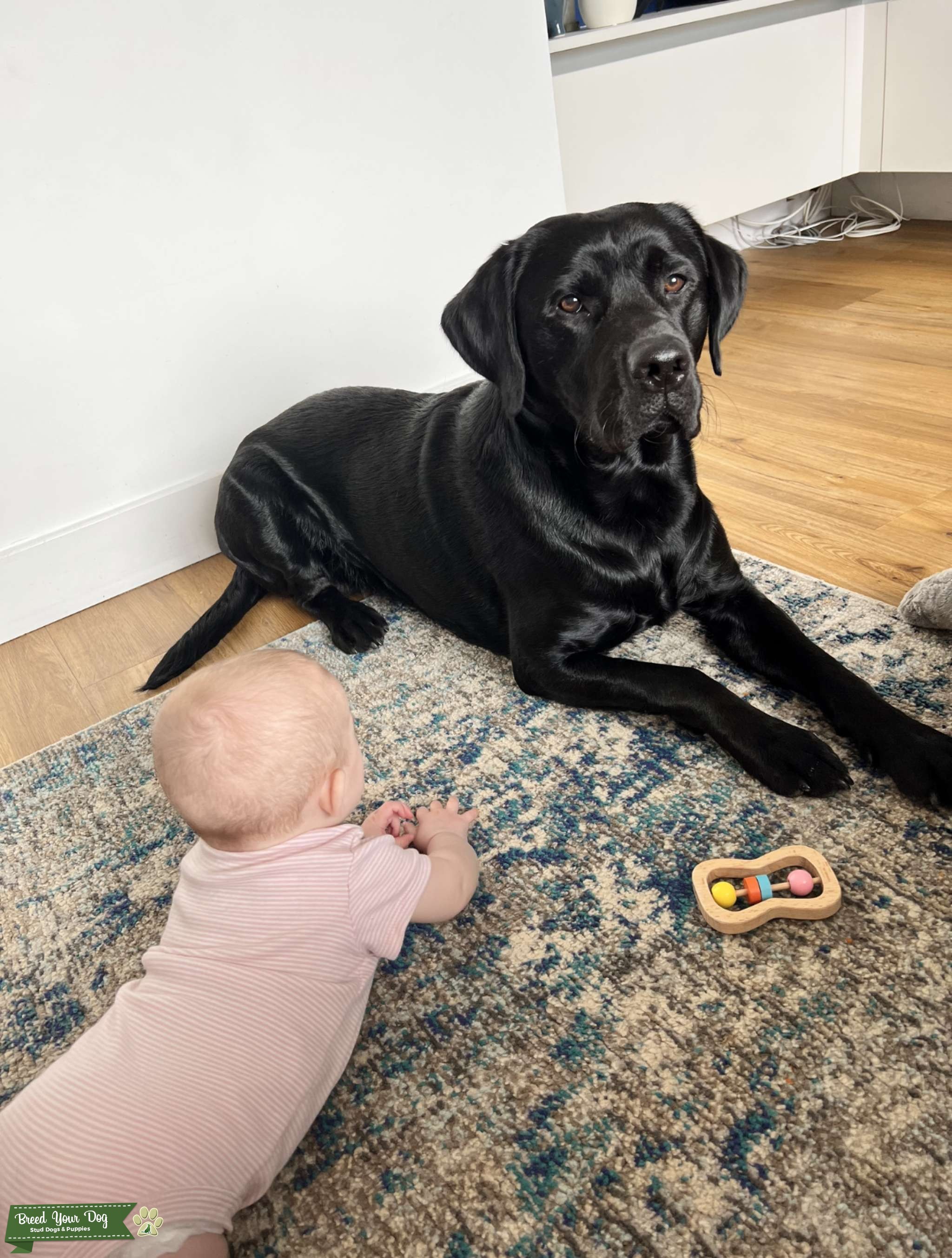 Black Labrador Stud - Stud Dog in Devon, the United States | Breed Your Dog