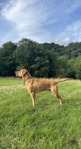 Labrador Retriever Stud Dogs Available Now in the United Kingdom ...