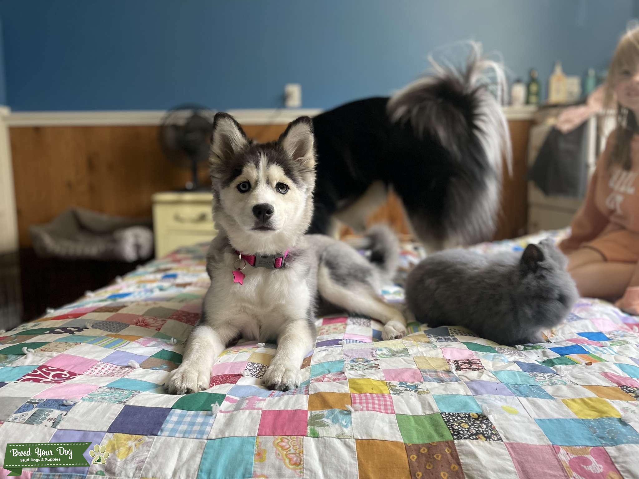Pomsky - Stud Dog in Midwest, the United States | Breed Your Dog