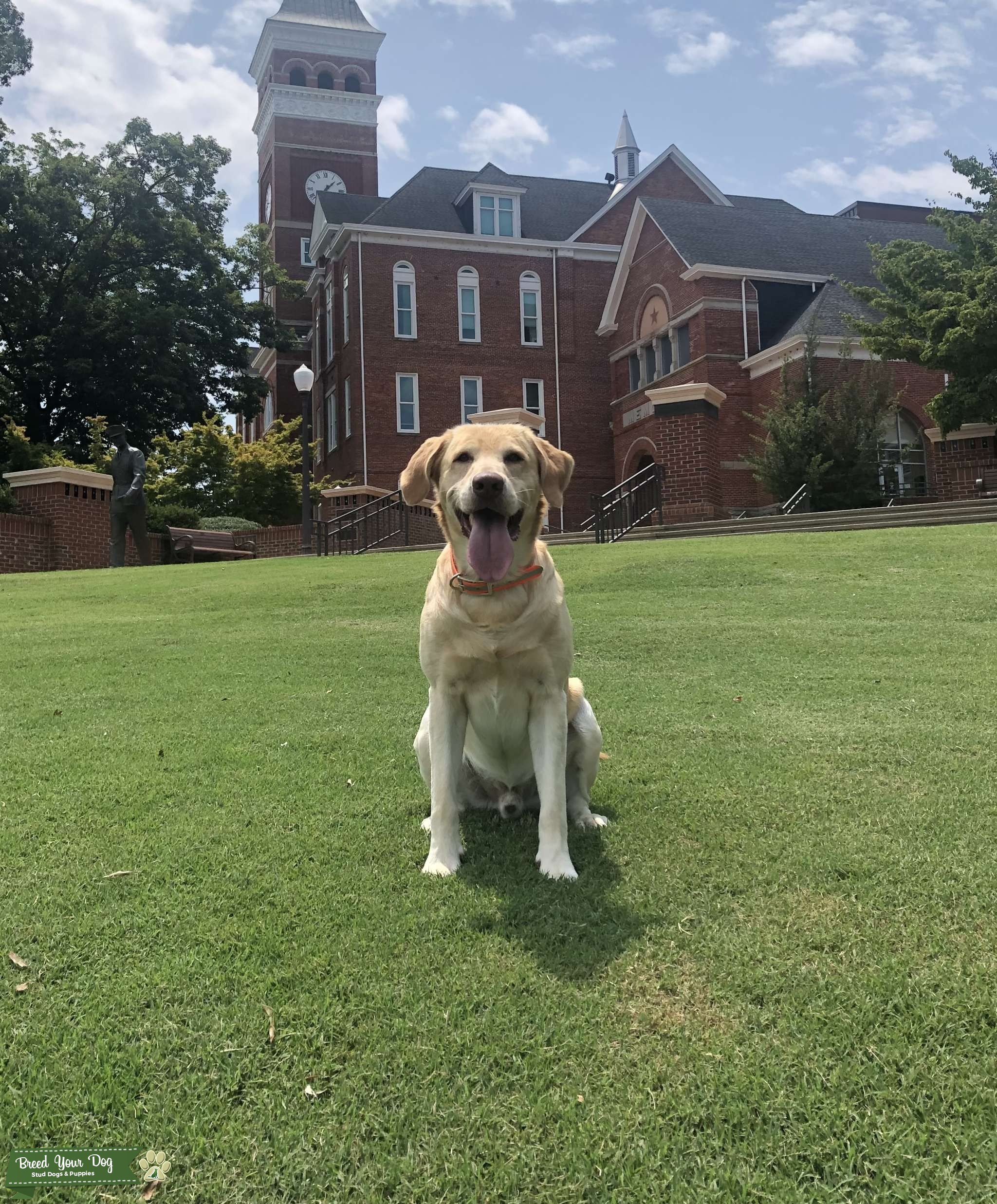 AKC Registered Yellow Labrador Retriever - Stud Dog in South Carolina ...