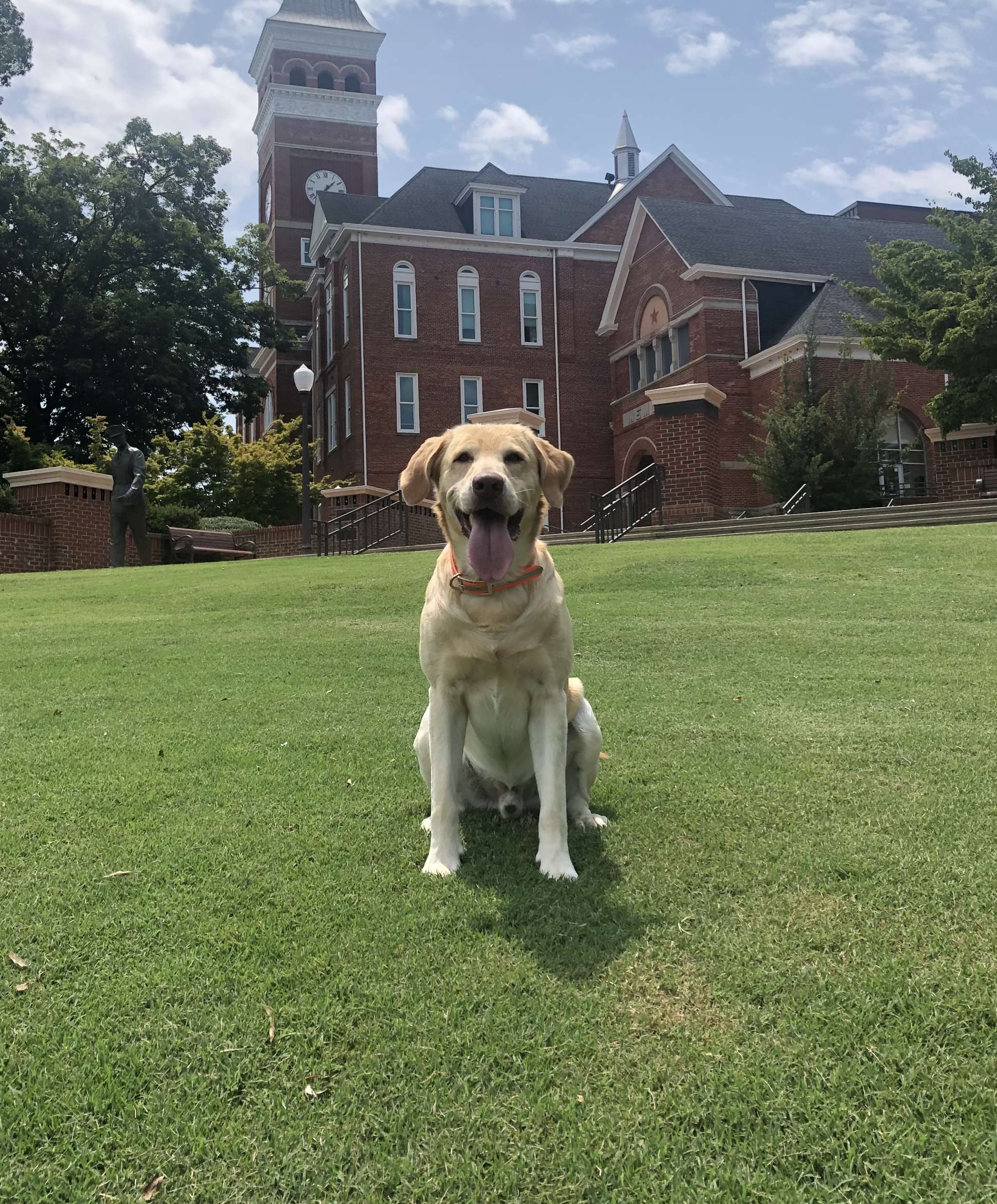 AKC Registered Yellow Labrador Retriever - Stud Dog in South Carolina ...