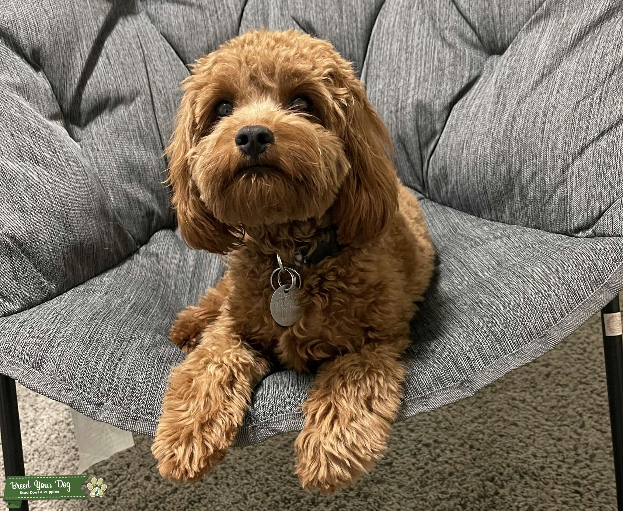 Intense Red F1 Cavapoo 8.5 lbs - Stud Dog in Utah, the United States ...