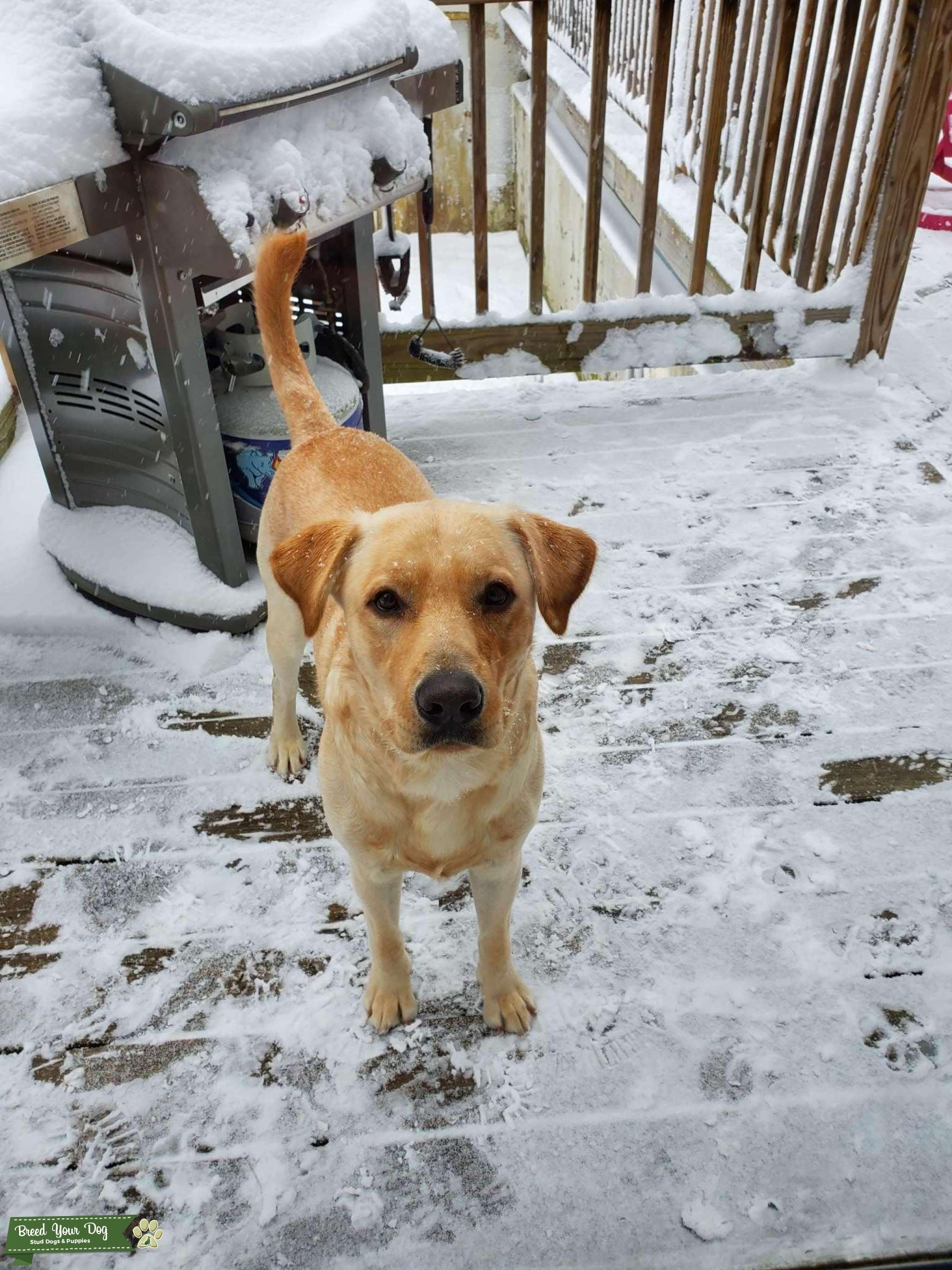 Yellow Labrador Retriever - Stud Dog in CT, the United States | Breed ...
