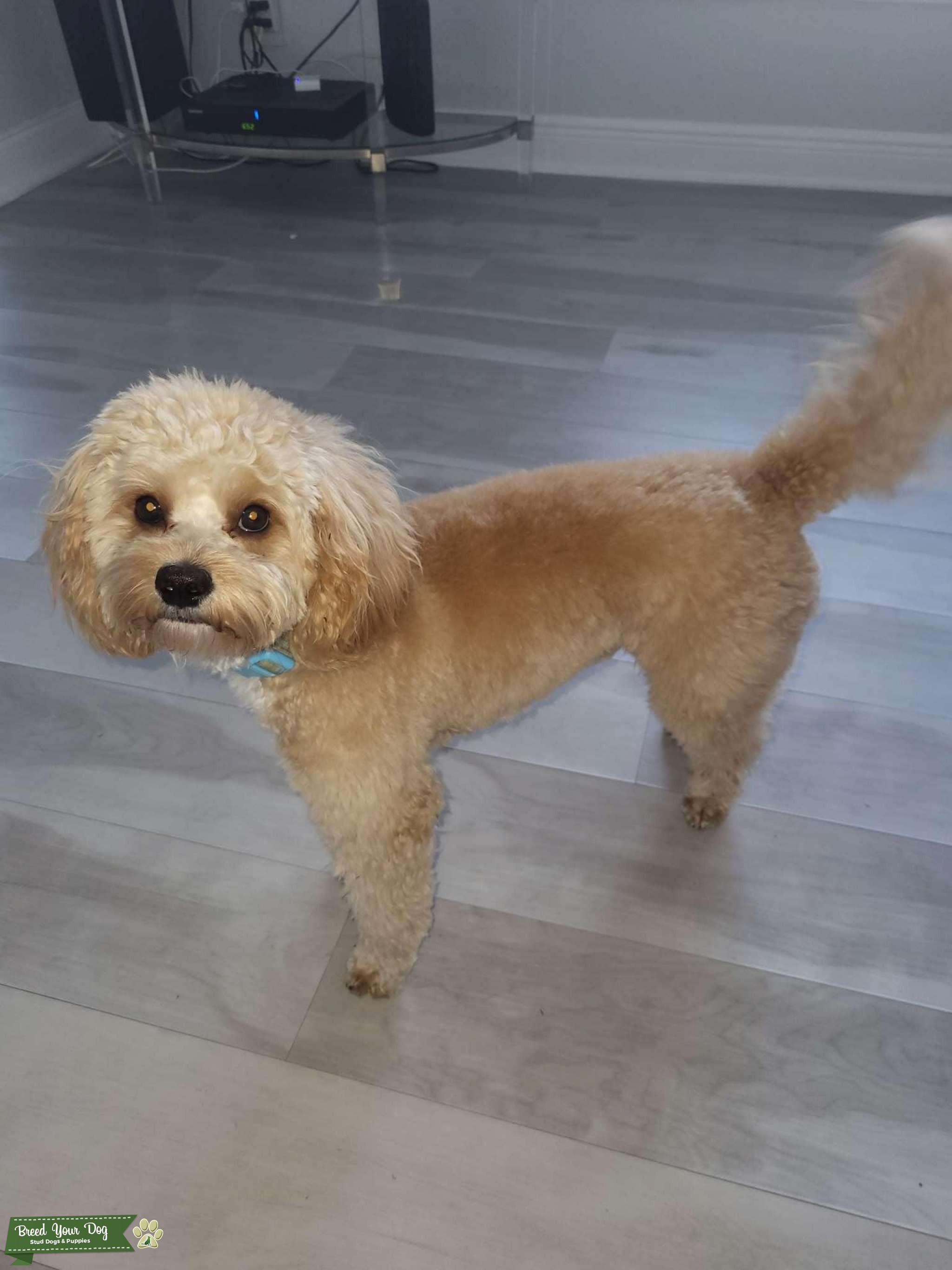 Cavapoo stud - Stud Dog in Clearwater, the United States | Breed Your Dog