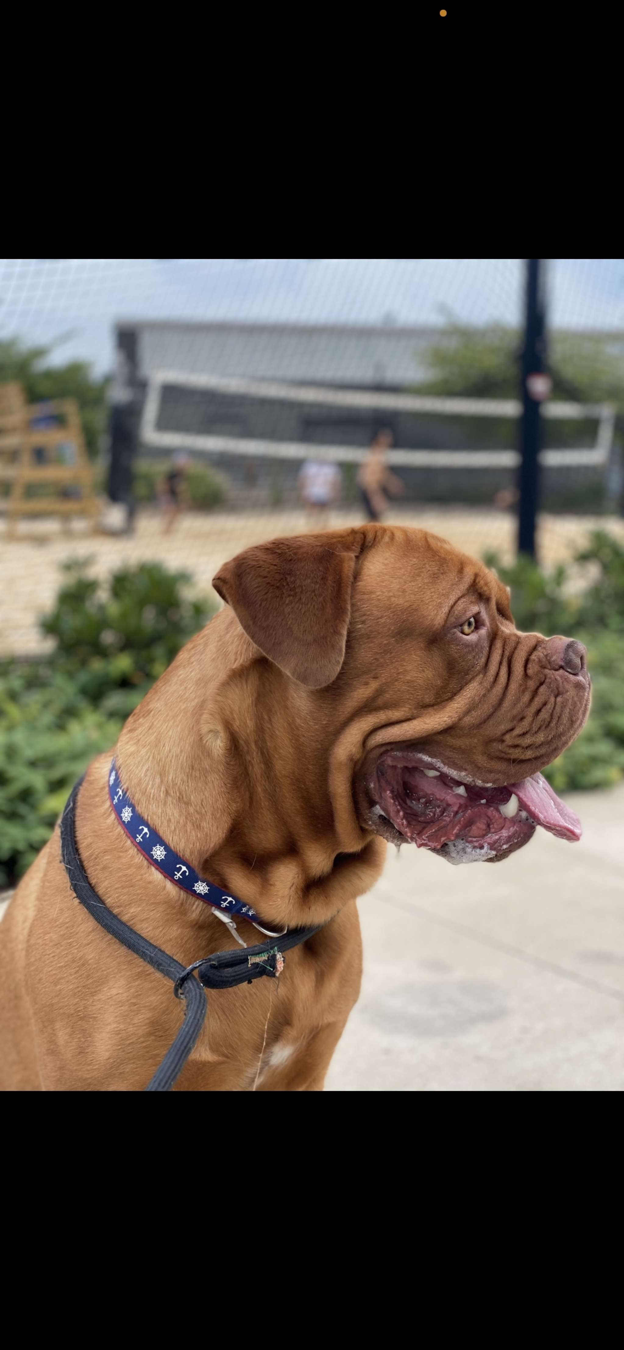AKC Red Fawn Dogue de Bordeaux - Stud Dog in Nashville, TN, United ...