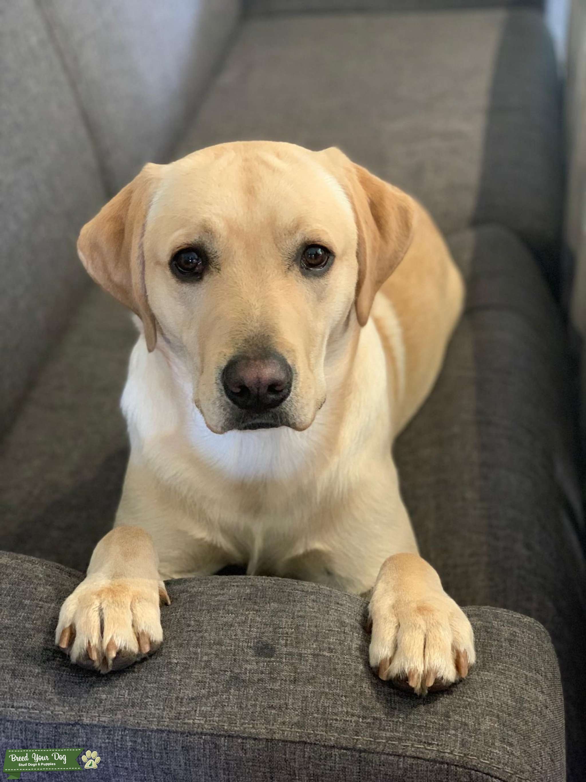 Handsome Proven KC Reg Yellow Labrador for Stud - Stud Dog in ...