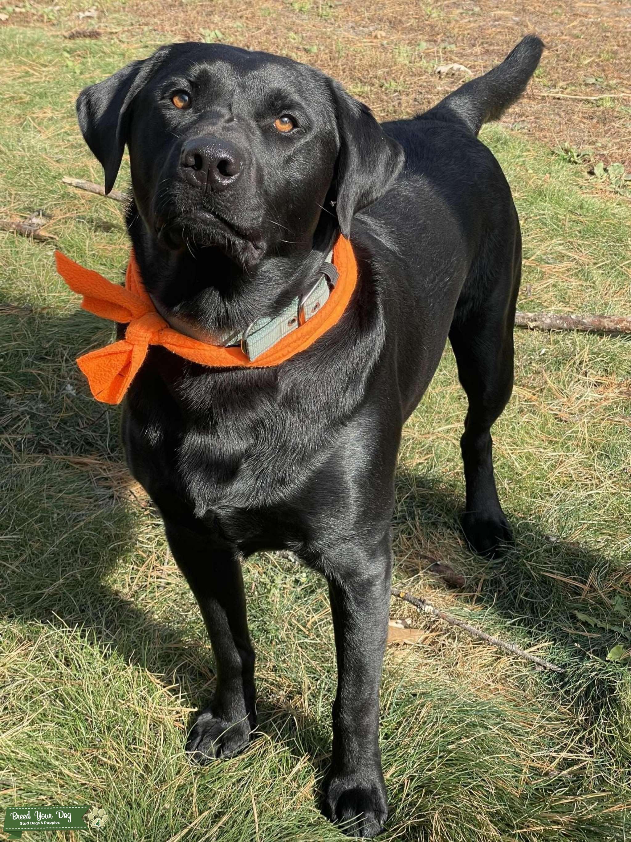 Purebred Champion Bloodline - Stud Dog in Minnesota , the United States ...