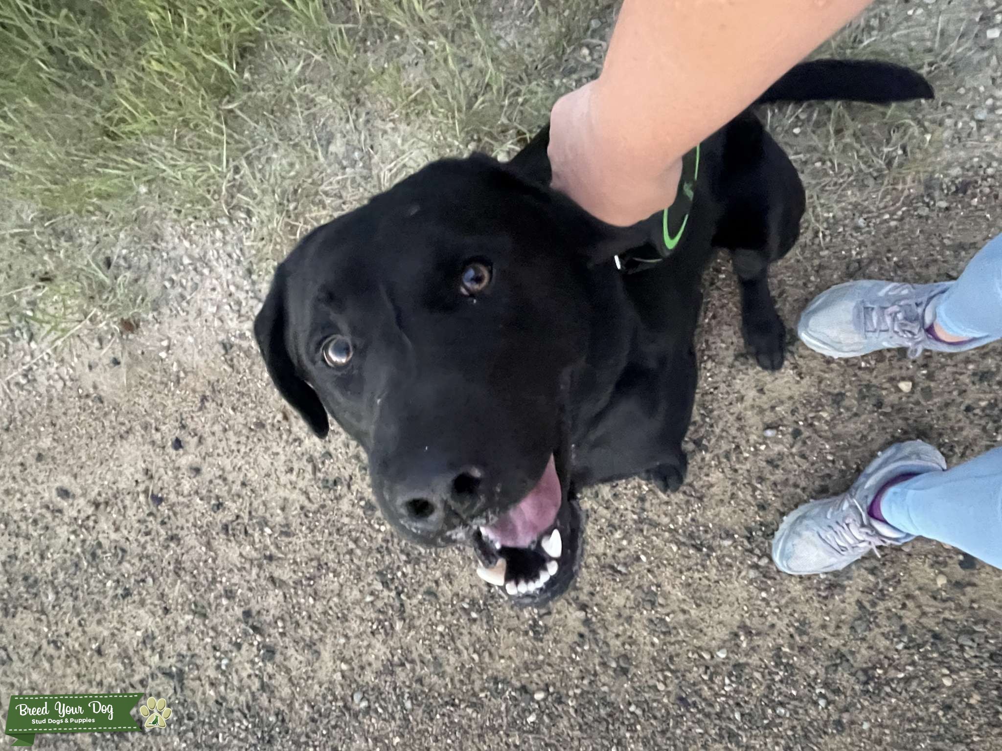 Purebred Champion Bloodline - Stud Dog in Minnesota , the United States ...