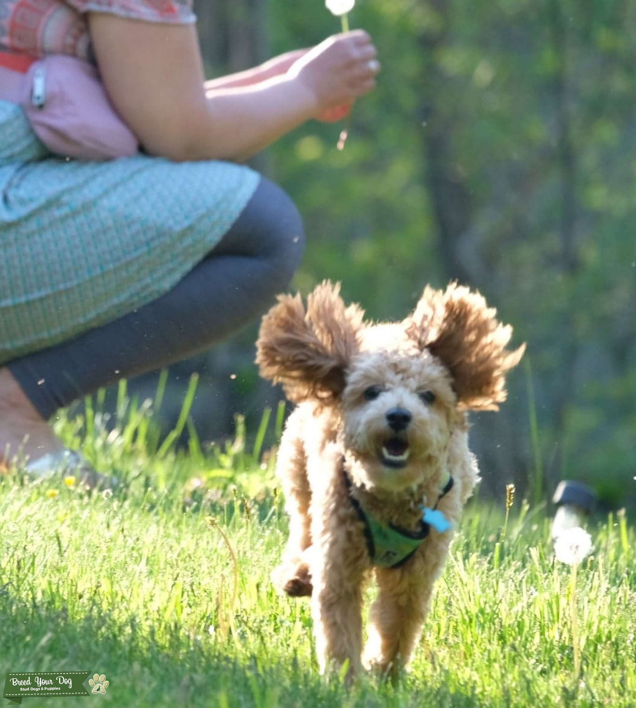 Abe the Babe - Stud Dog in 86336, the United States | Breed Your Dog