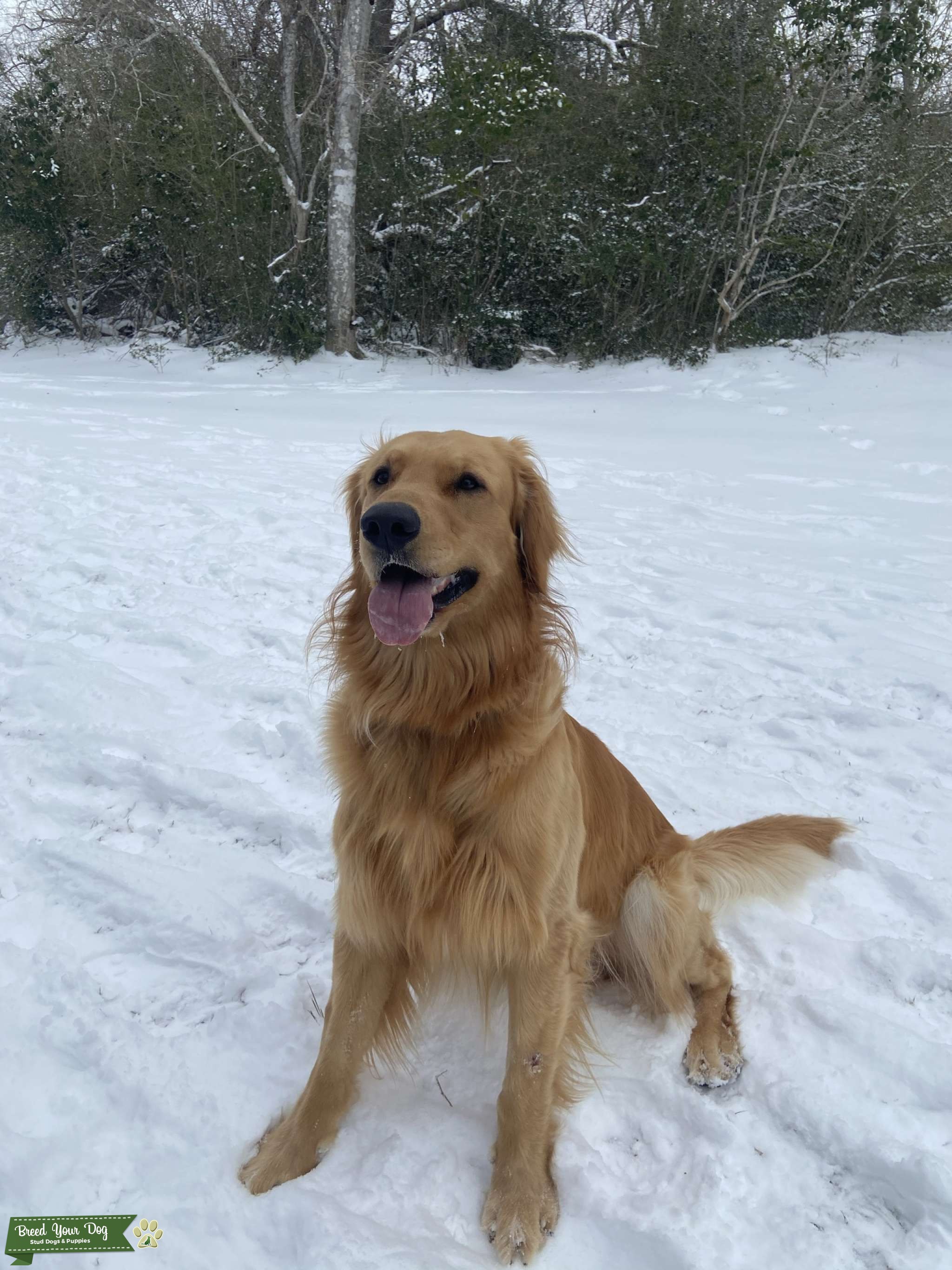 Large, Athletic Golden Retriever Stud - Stud Dog in Texas, the United ...