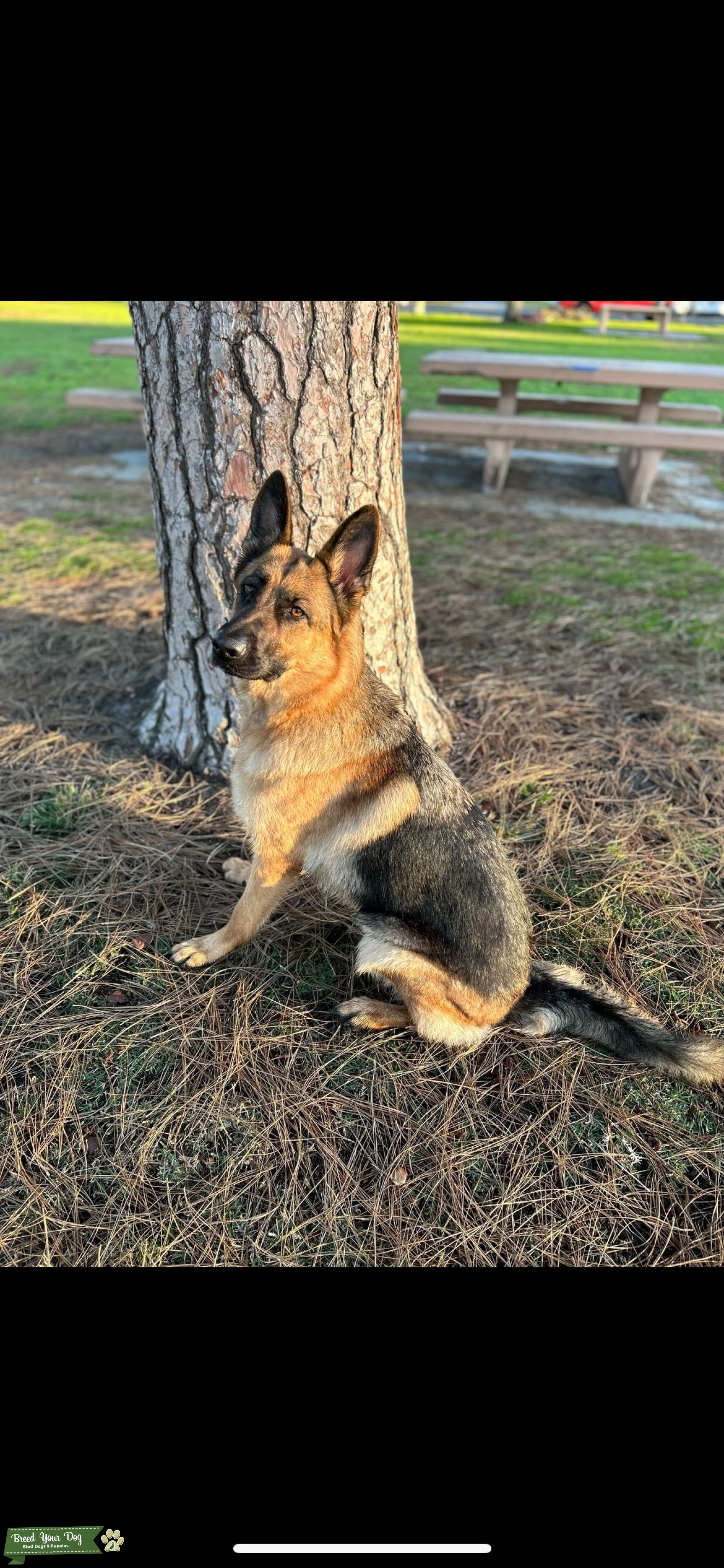 Pure Breed German Shepard Female - Stud Dog in Long Beach, Australia ...