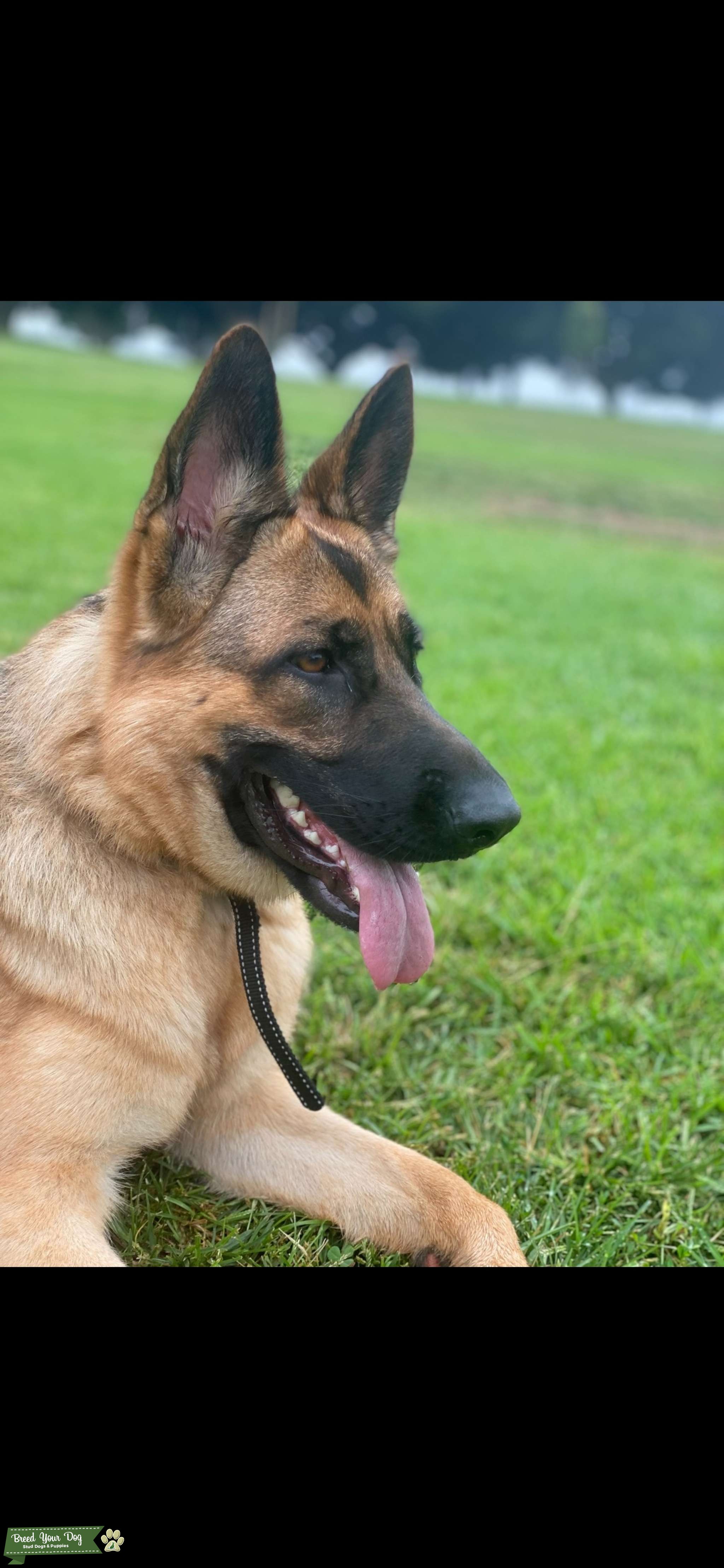 Pure Breed German Shepard Female - Stud Dog in Long Beach, Australia ...