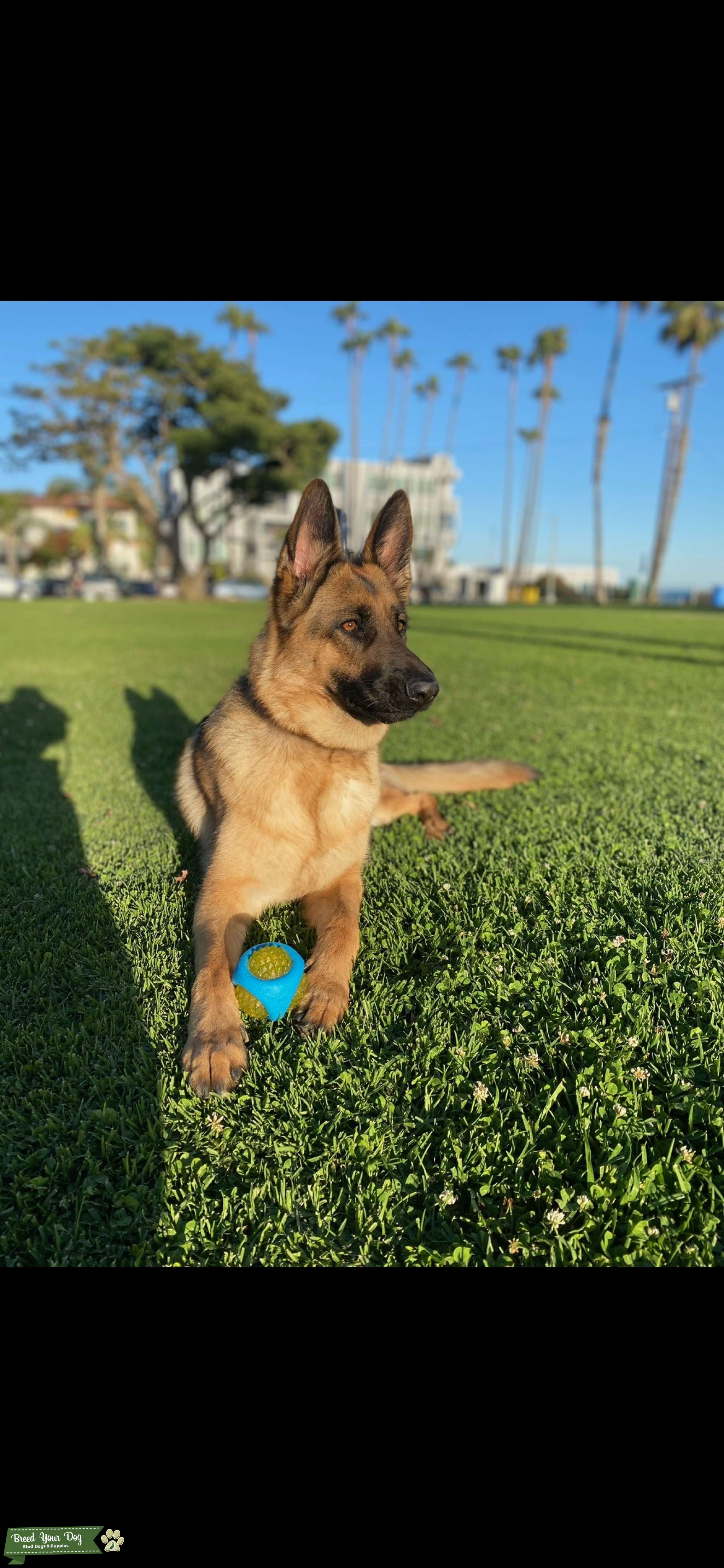 Pure Breed German Shepard Female - Stud Dog in Long Beach, Australia ...