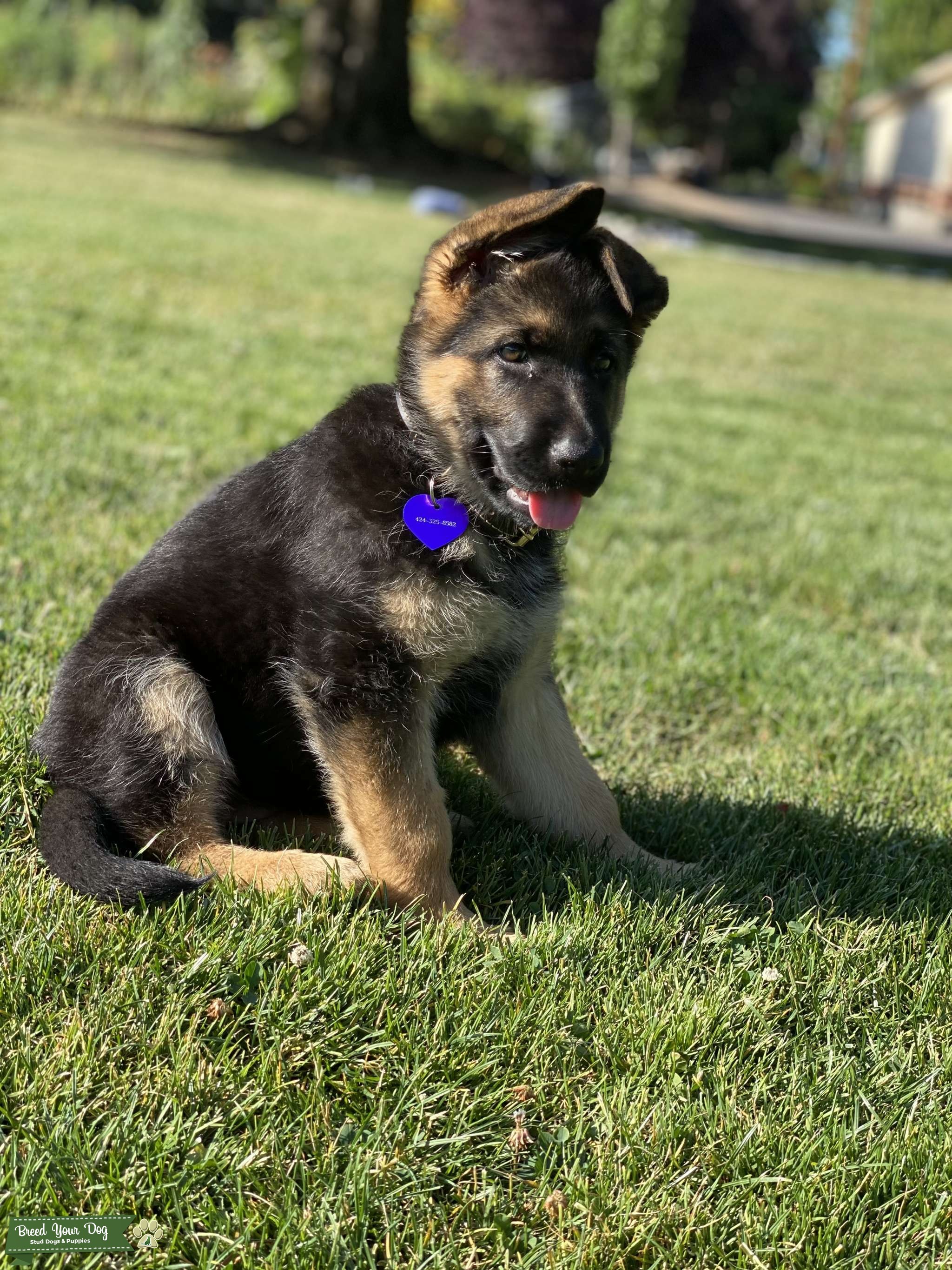 Pure Breed German Shepard Female - Stud Dog in Long Beach, Australia ...