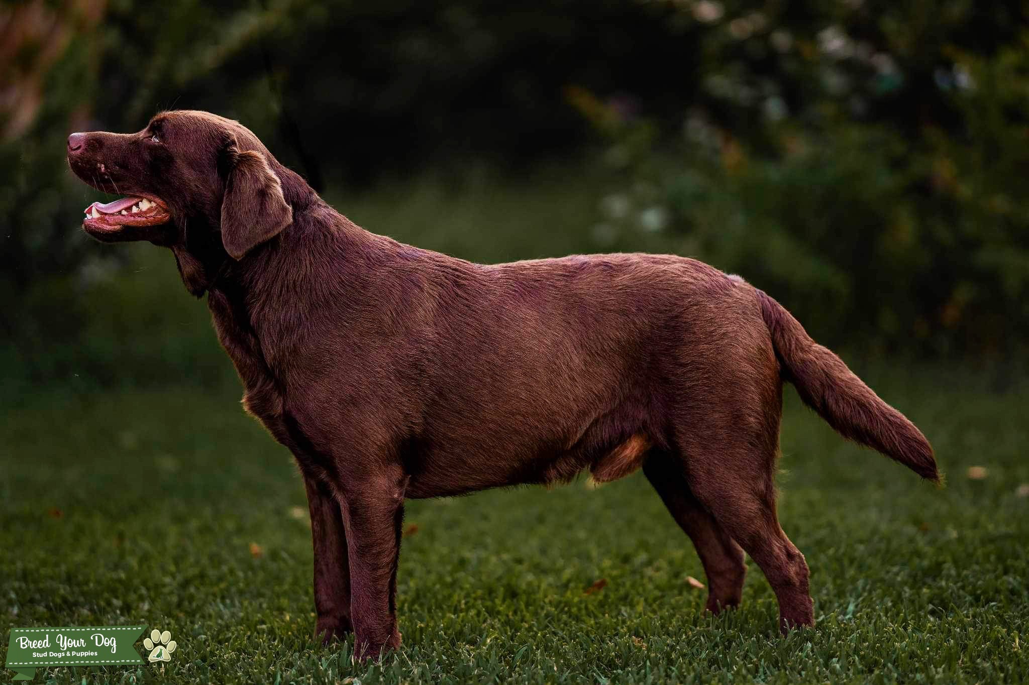 Chocolate English Labrador Stud - Stud Dog in NC, the United States ...
