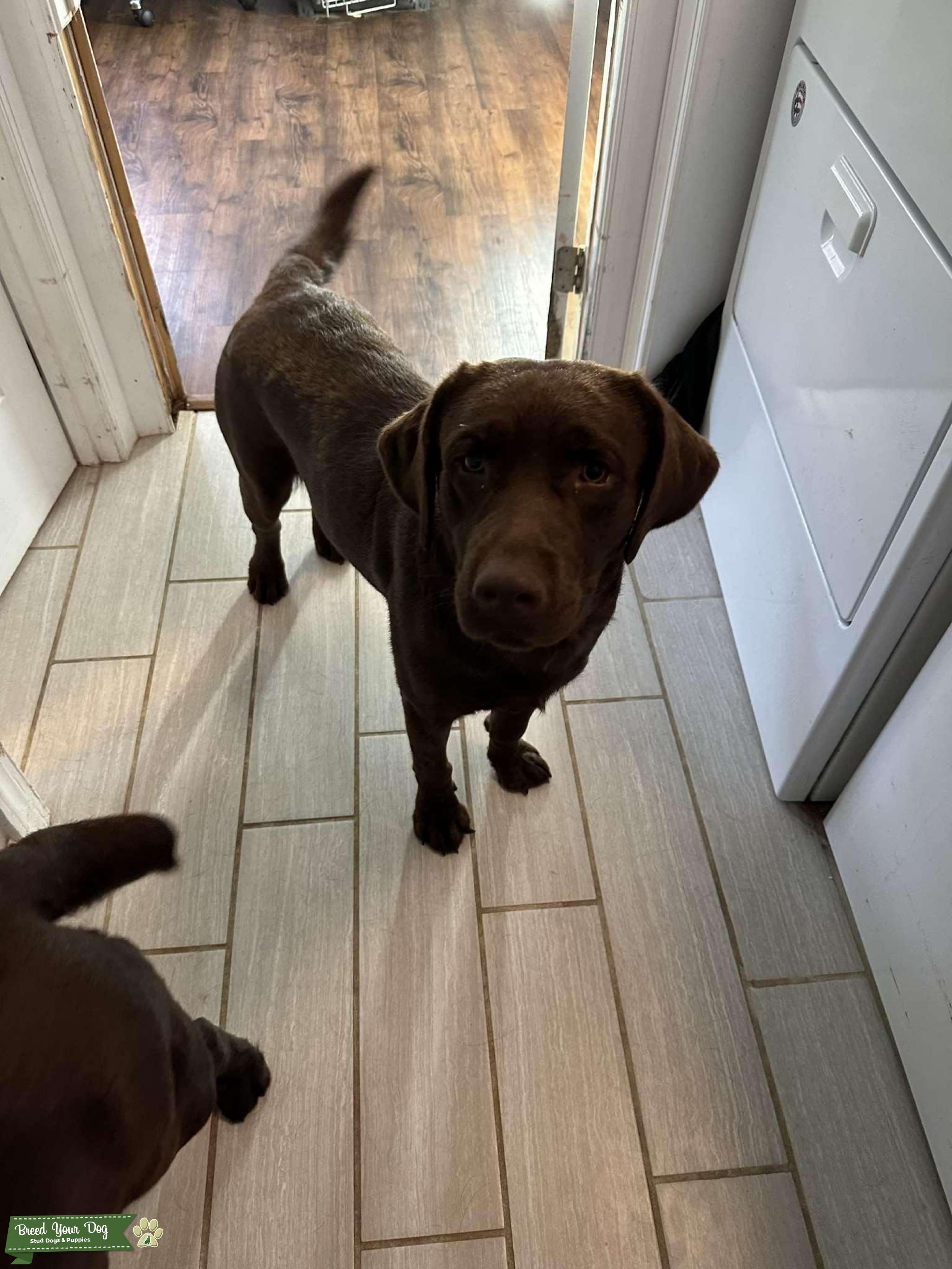 Chocolate English Labrador Stud - Stud Dog in NC, the United States ...