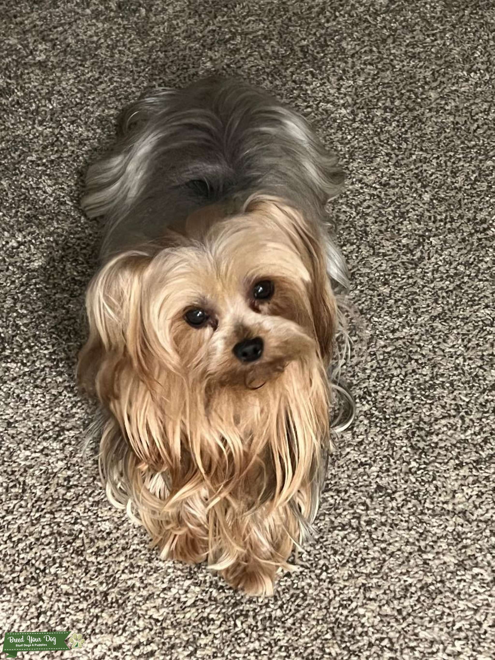 Blue & Gold Yorkshire Terrier Stud - Stud Dog in TX, the United States ...