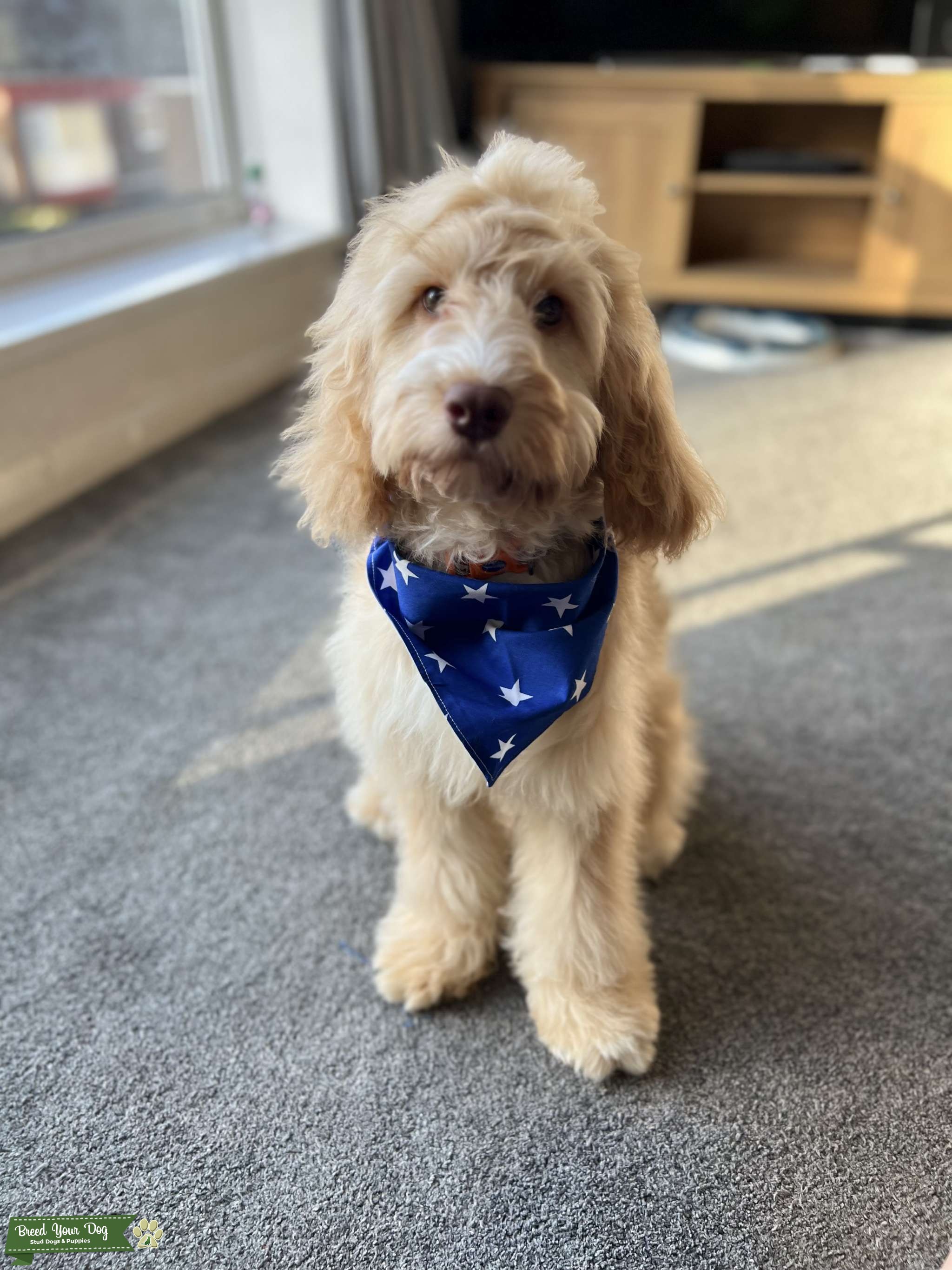 Apricot F1 cockapoo - Stud Dog in West Yorkshire , Nepal | Breed Your Dog