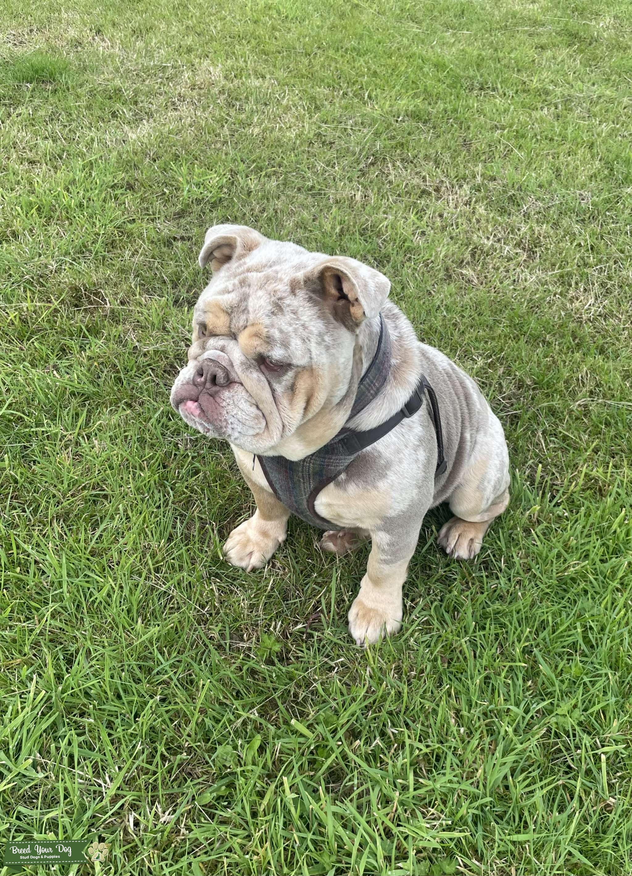 Merle Bull Dog - Stud Dog in Staffordshire, the United Kingdom | Breed ...