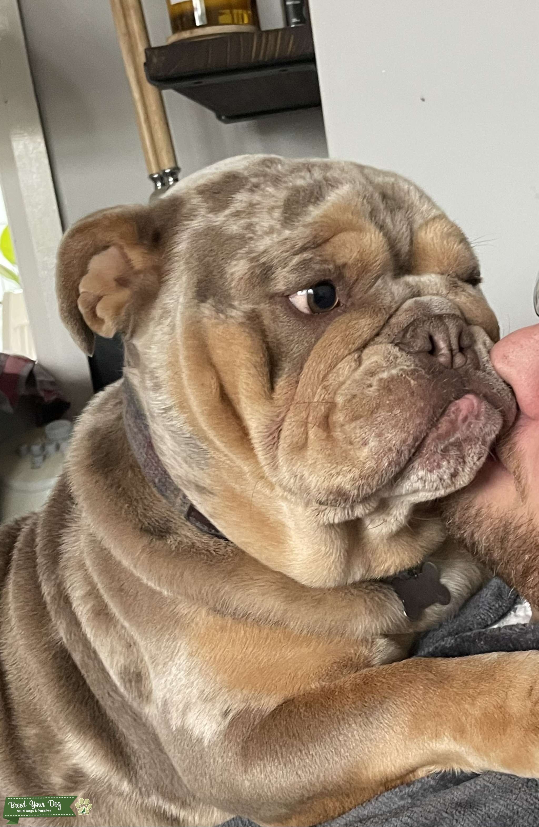 Merle Bull Dog - Stud Dog in Staffordshire, the United Kingdom | Breed ...