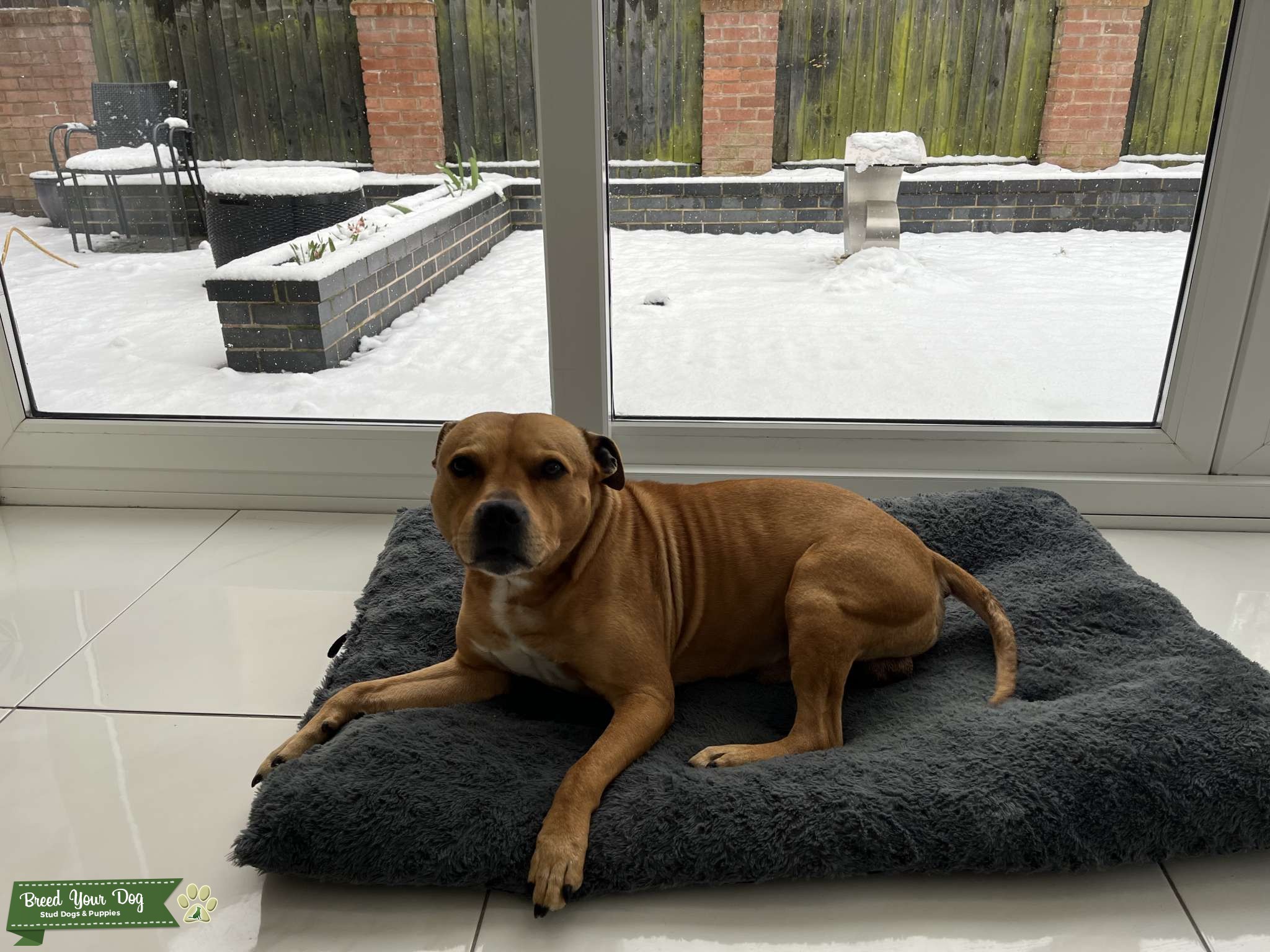 Staffordshire Bull Terrier (Staffy / Staffie) for Stud - Stud Dog in ...