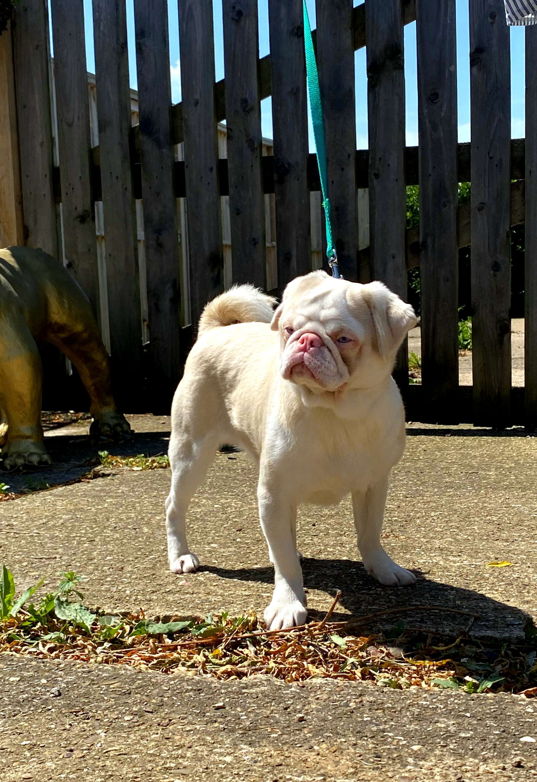 Kc reg fully health tested pink&tan panda pug - Stud Dog in ...