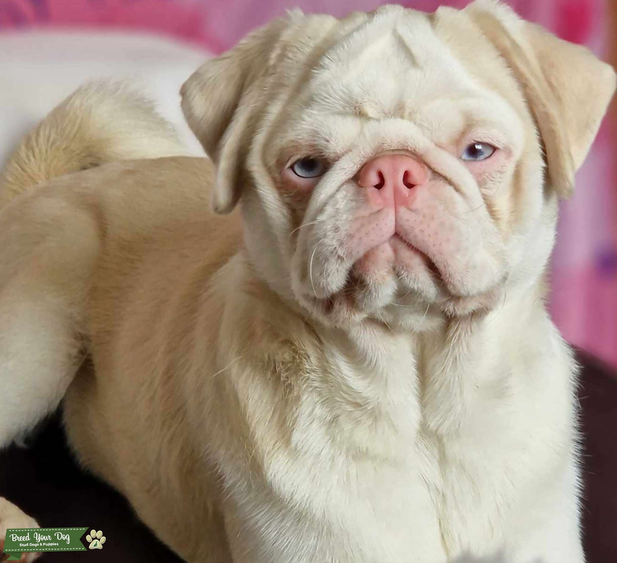 Kc reg fully health tested pink&tan panda pug - Stud Dog in ...