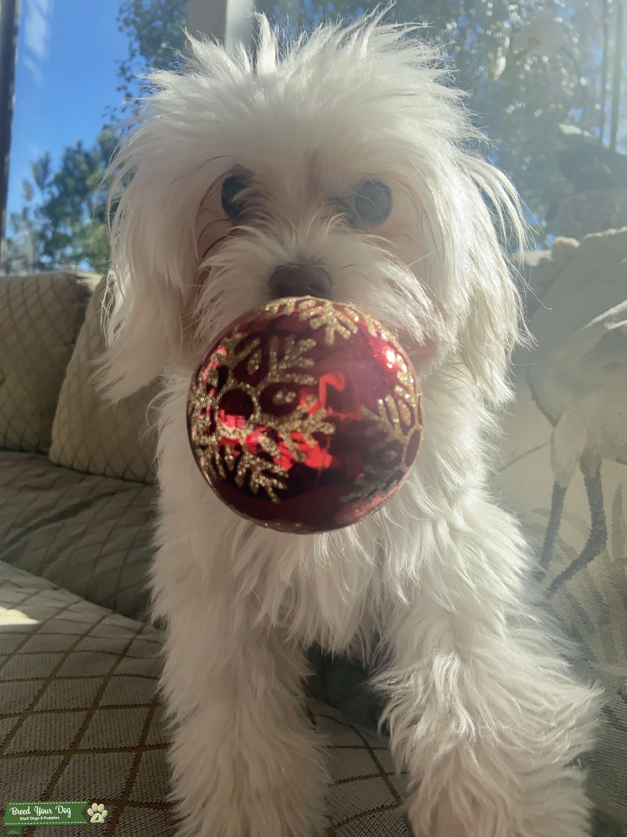 Princess Gidget Looking for Love - Stud Dog in Texas, the United States ...