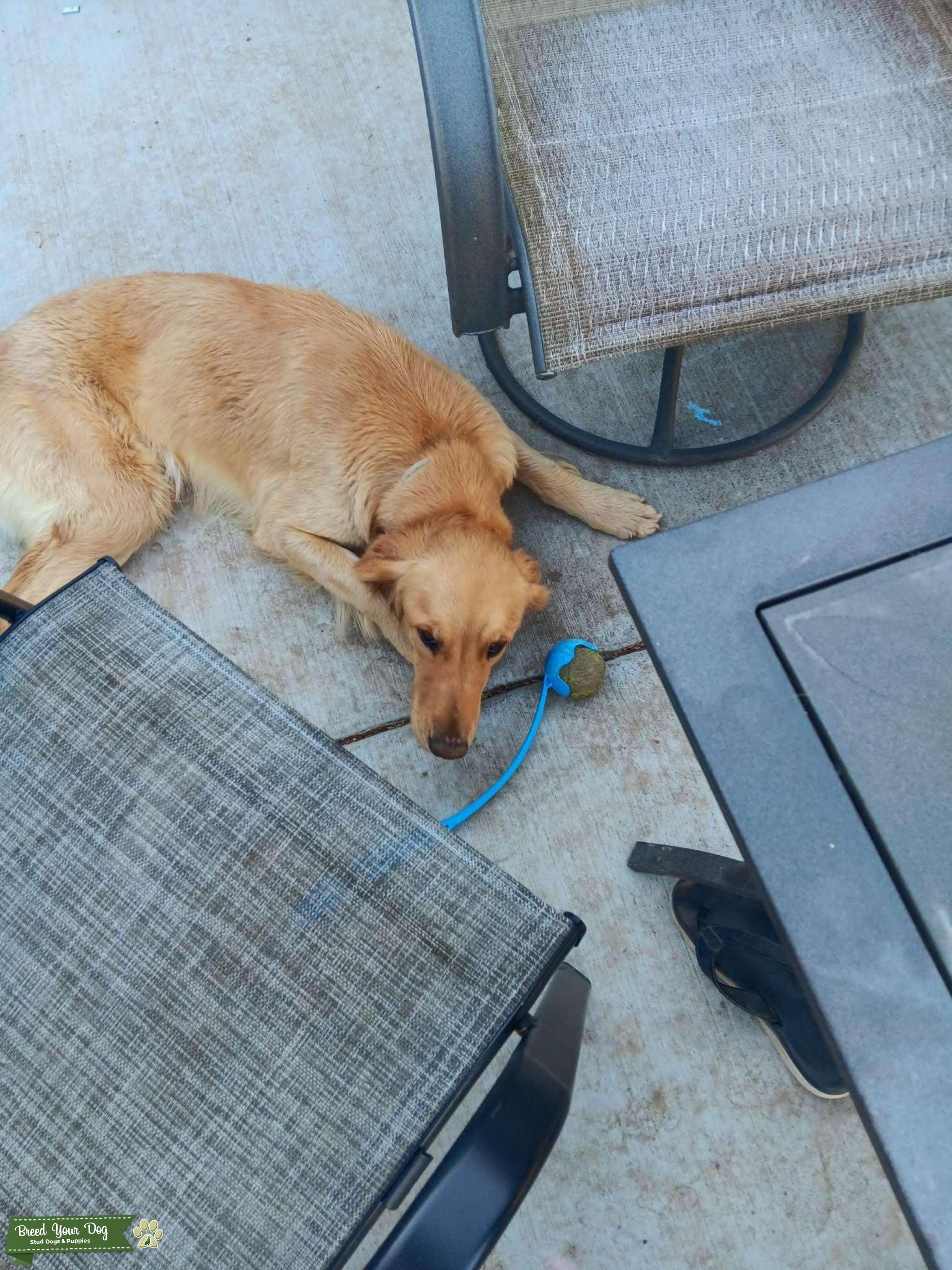 Lizzy - Stud Dog in Idaho, the United States | Breed Your Dog