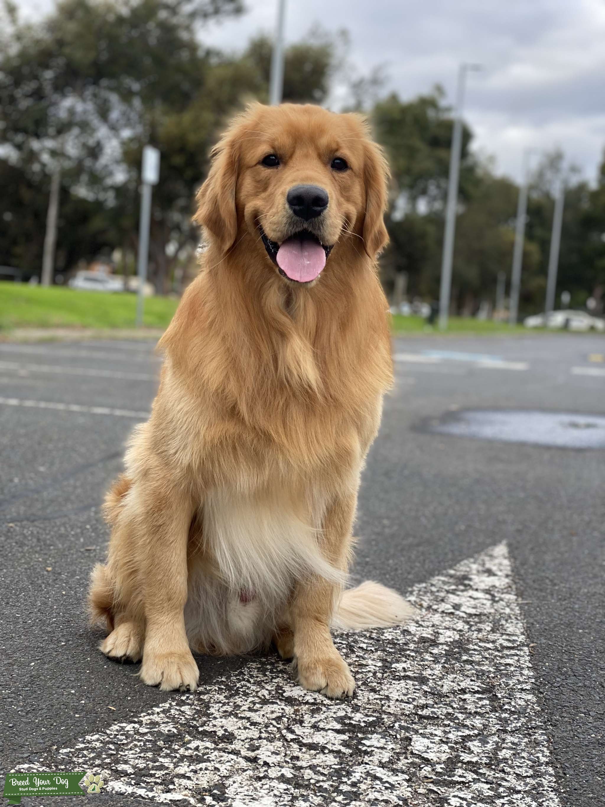 Golden retriever stud service dog - Stud Dog in Western suburbs ...