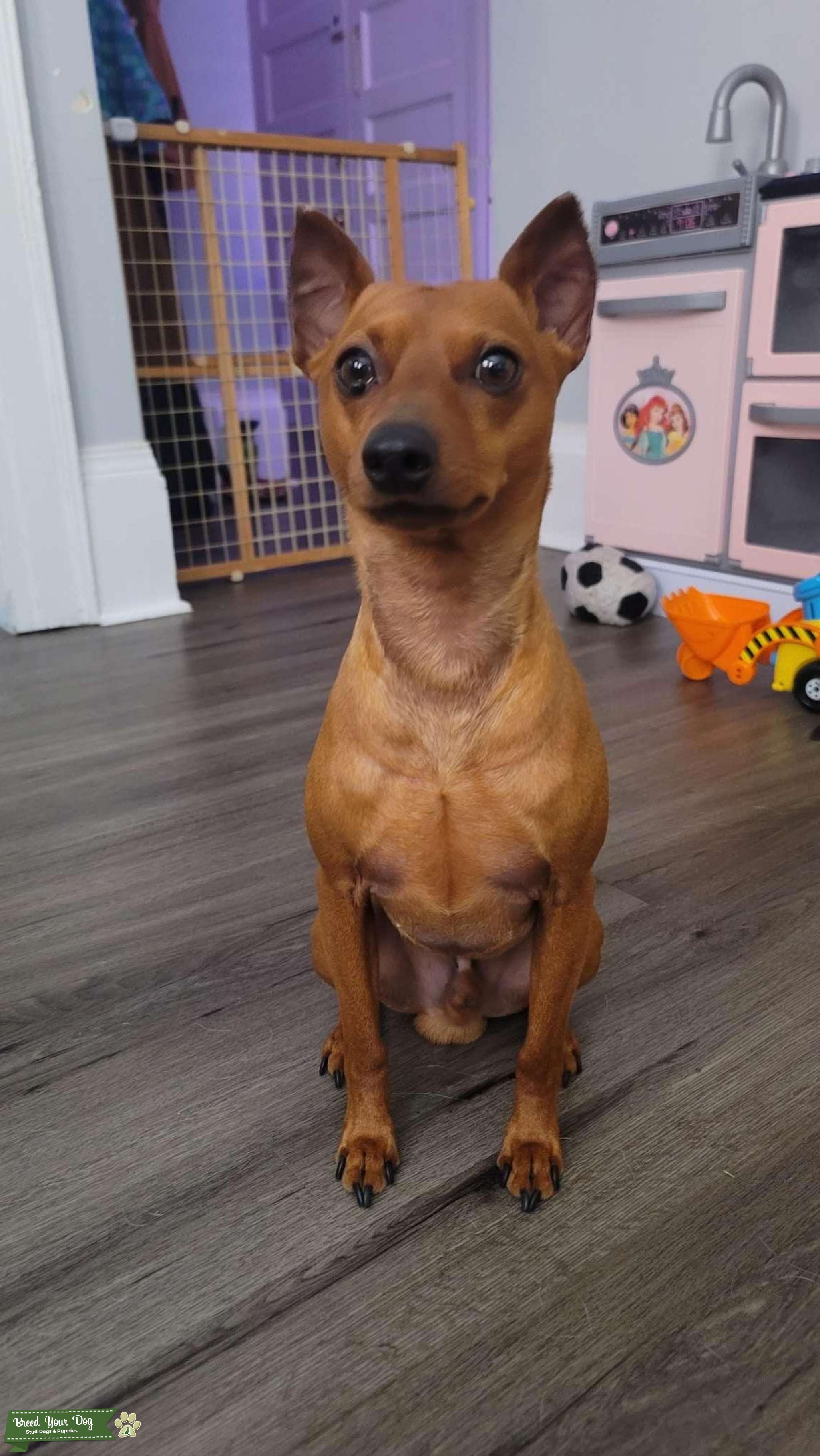 4 yr Stag Red, Male MinPin - Stud Dog in UT, the United States | Breed ...