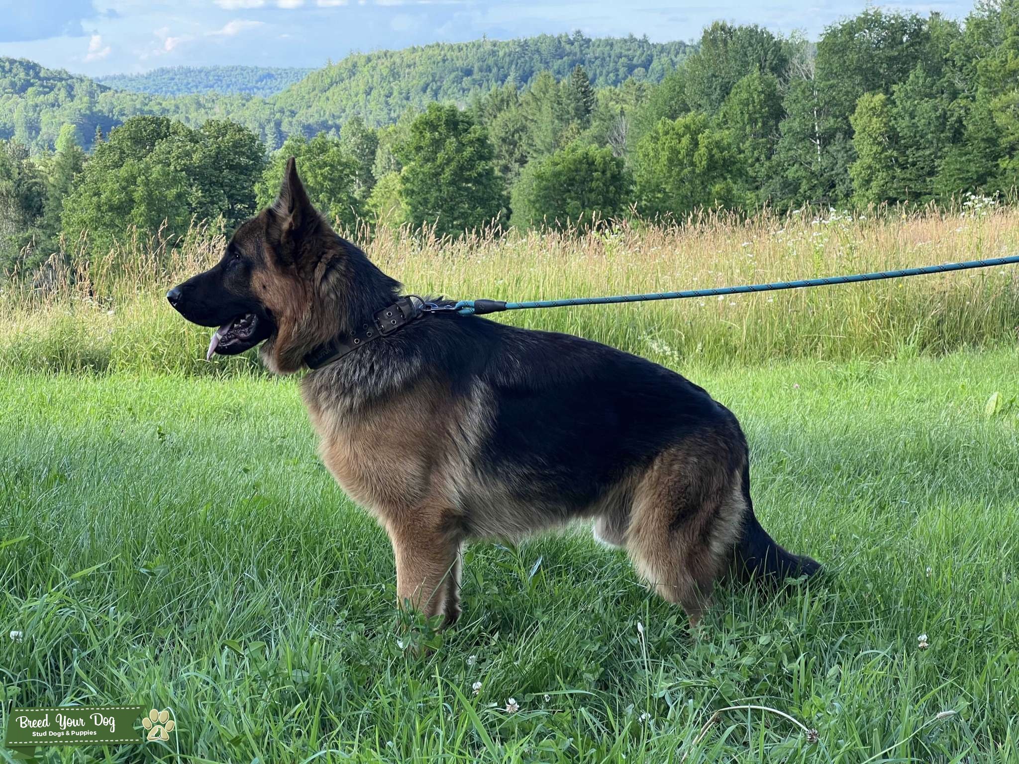 Major German Shepherd Stud - Stud Dog in Vermont, the United States ...