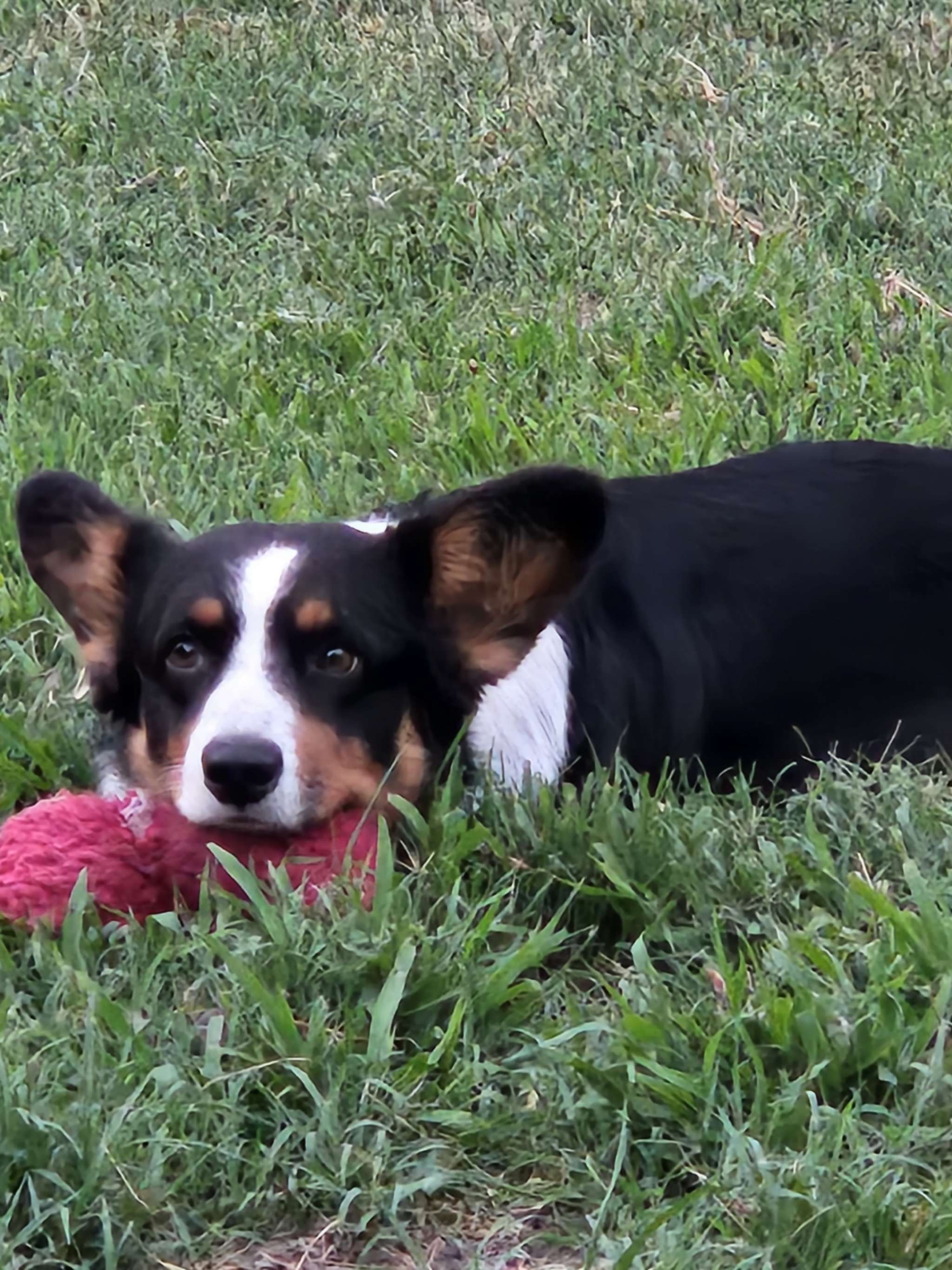 Stud dog looking for love - Stud Dog in Missouri, United States | Breed ...