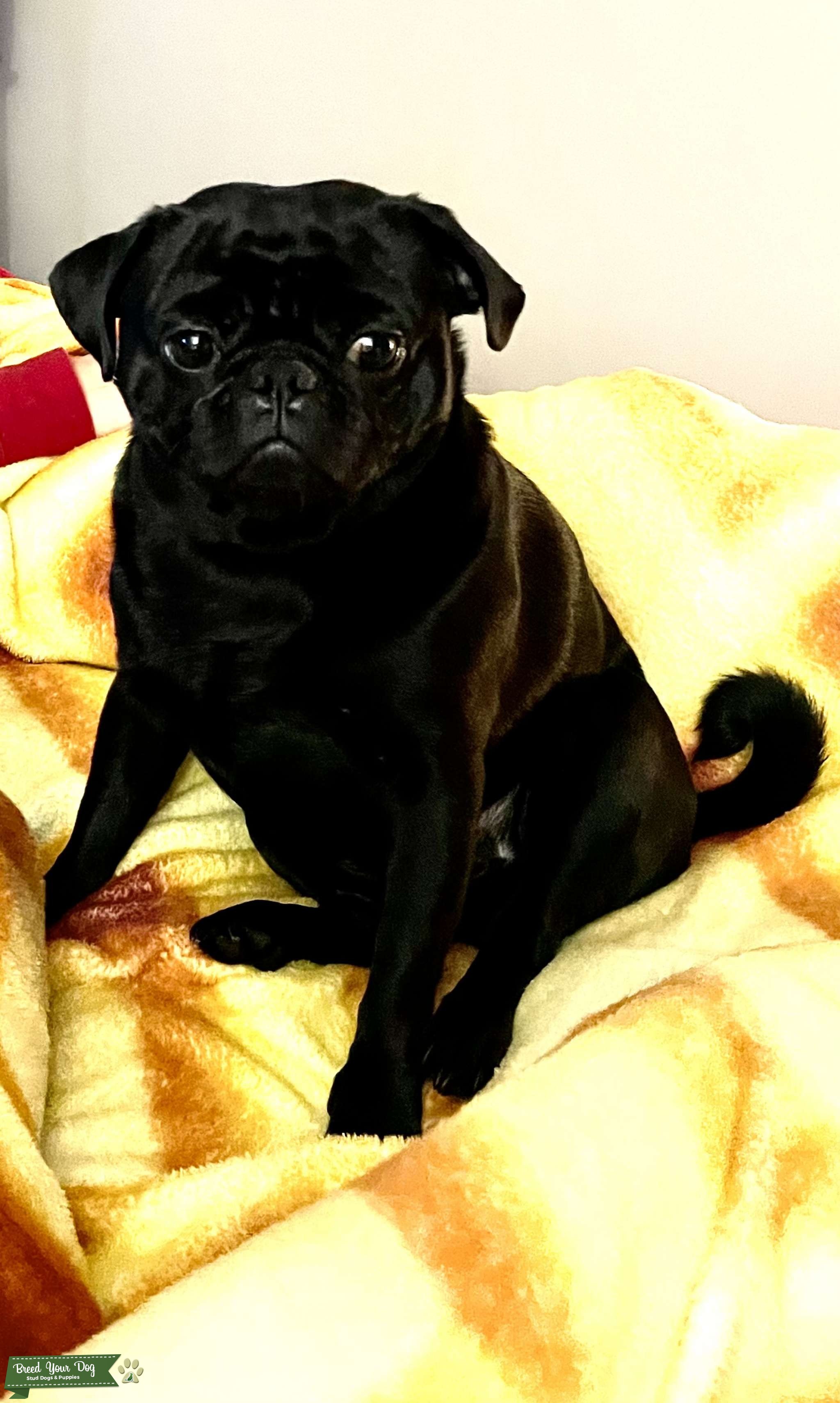 Stud pug CKC Reg - Stud Dog in Indianapolis , the United States | Breed ...