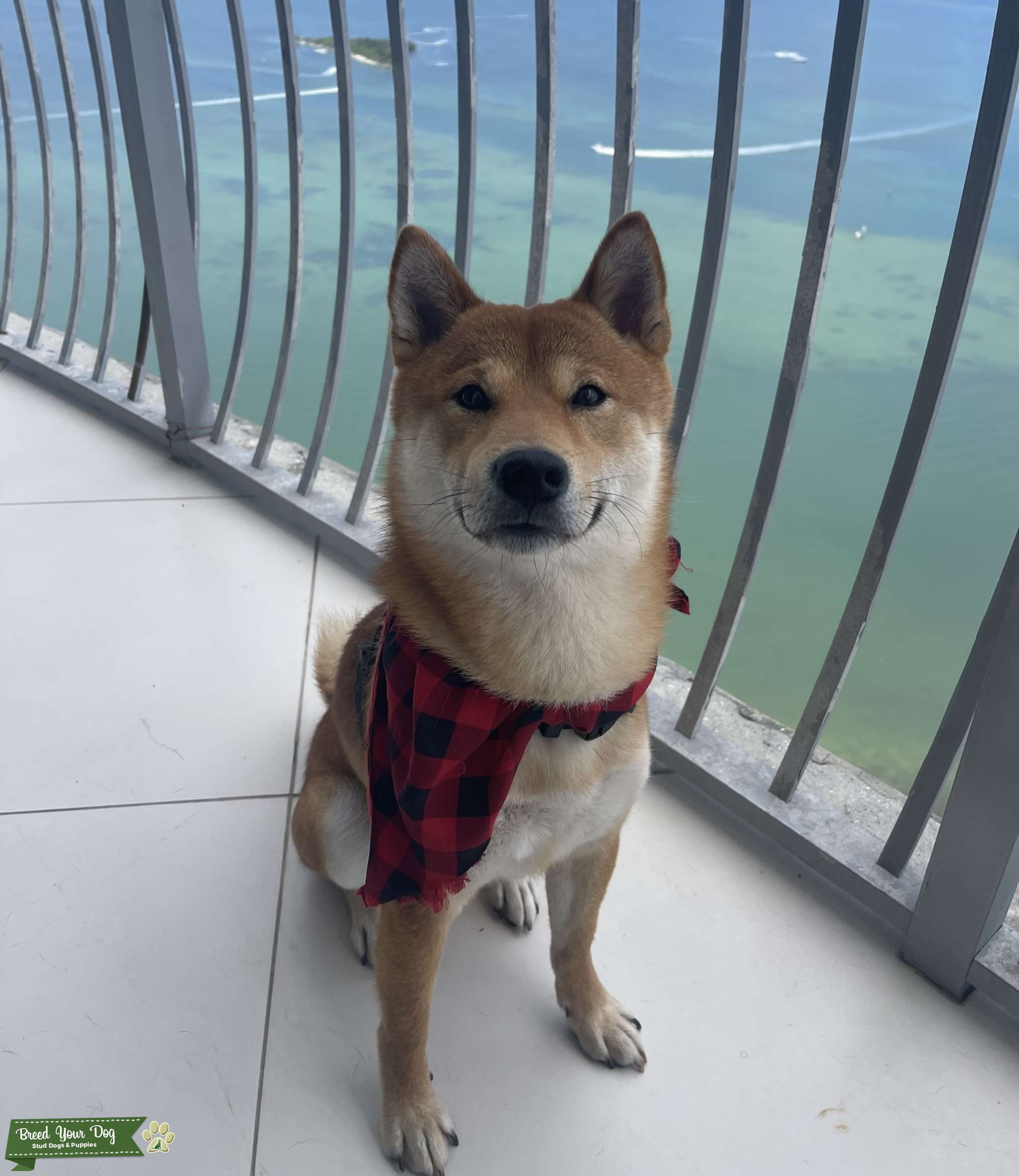 Champion Bloodline - Shiba Inu Male Purebred - Stud Dog in Miami, the ...
