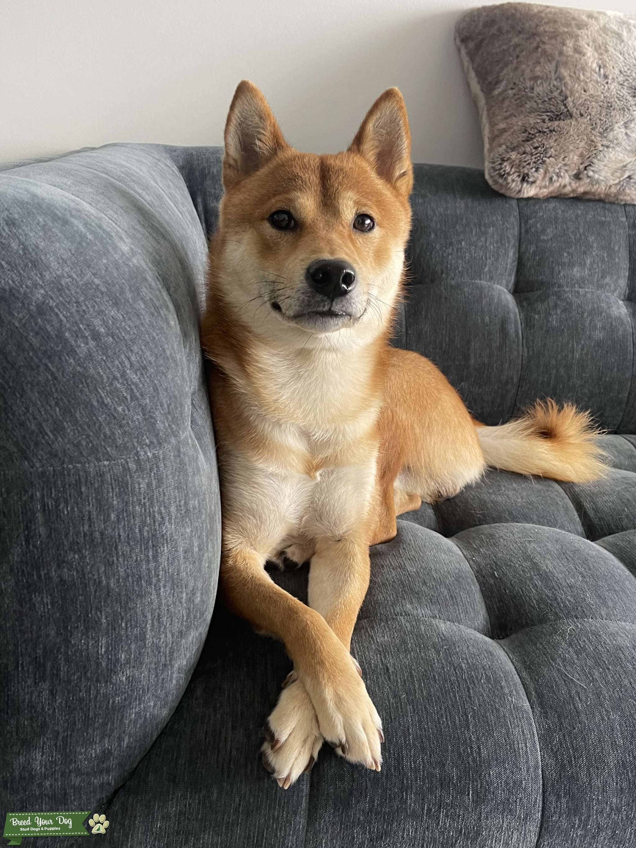 Champion Bloodline - Shiba Inu Male Purebred - Stud Dog in Miami, the ...