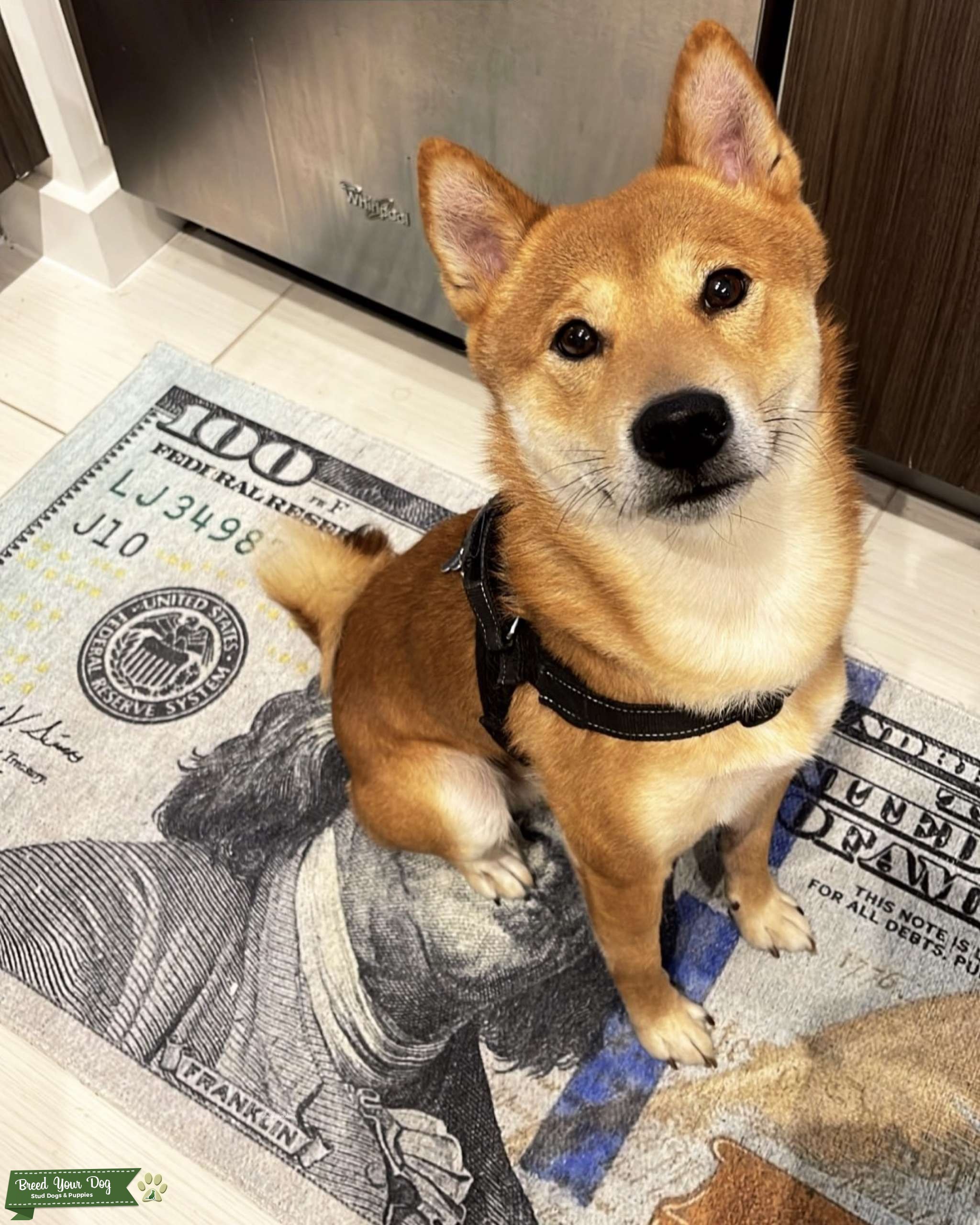 Champion Bloodline - Shiba Inu Male Purebred - Stud Dog in Miami, the ...