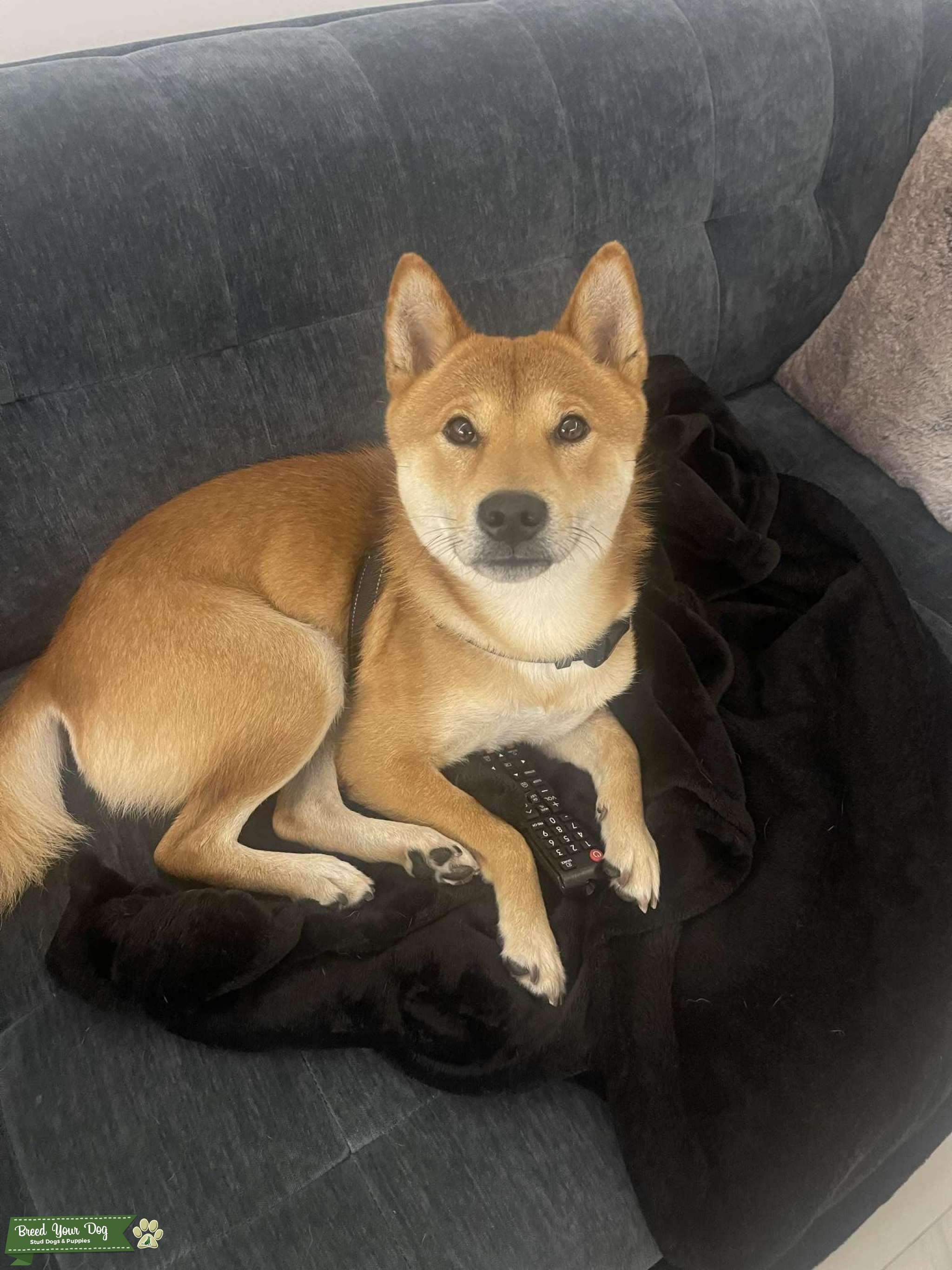 Champion Bloodline - Shiba Inu Male Purebred - Stud Dog in Miami, the ...